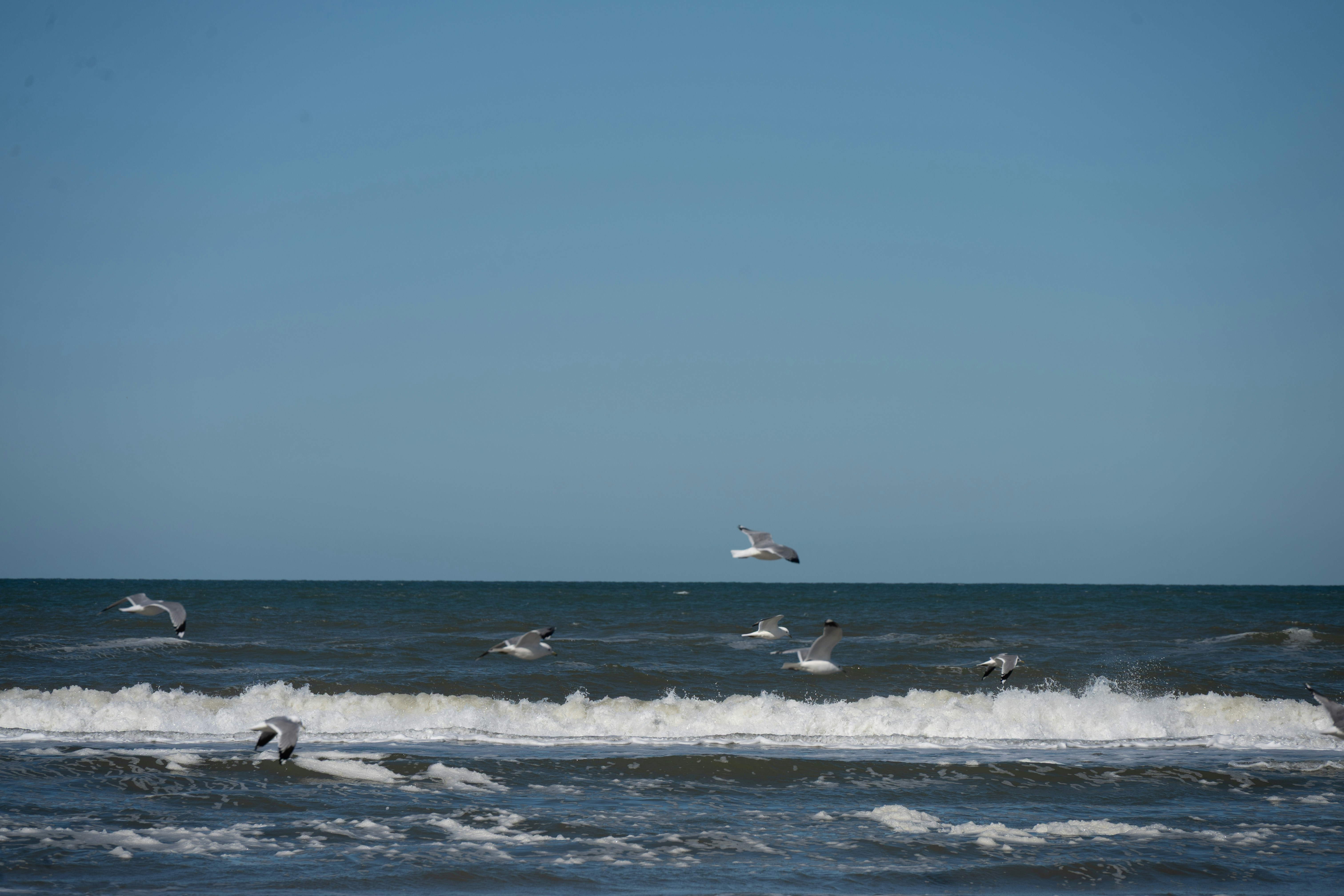 Seabird Chorus Over the Lip of the Wave