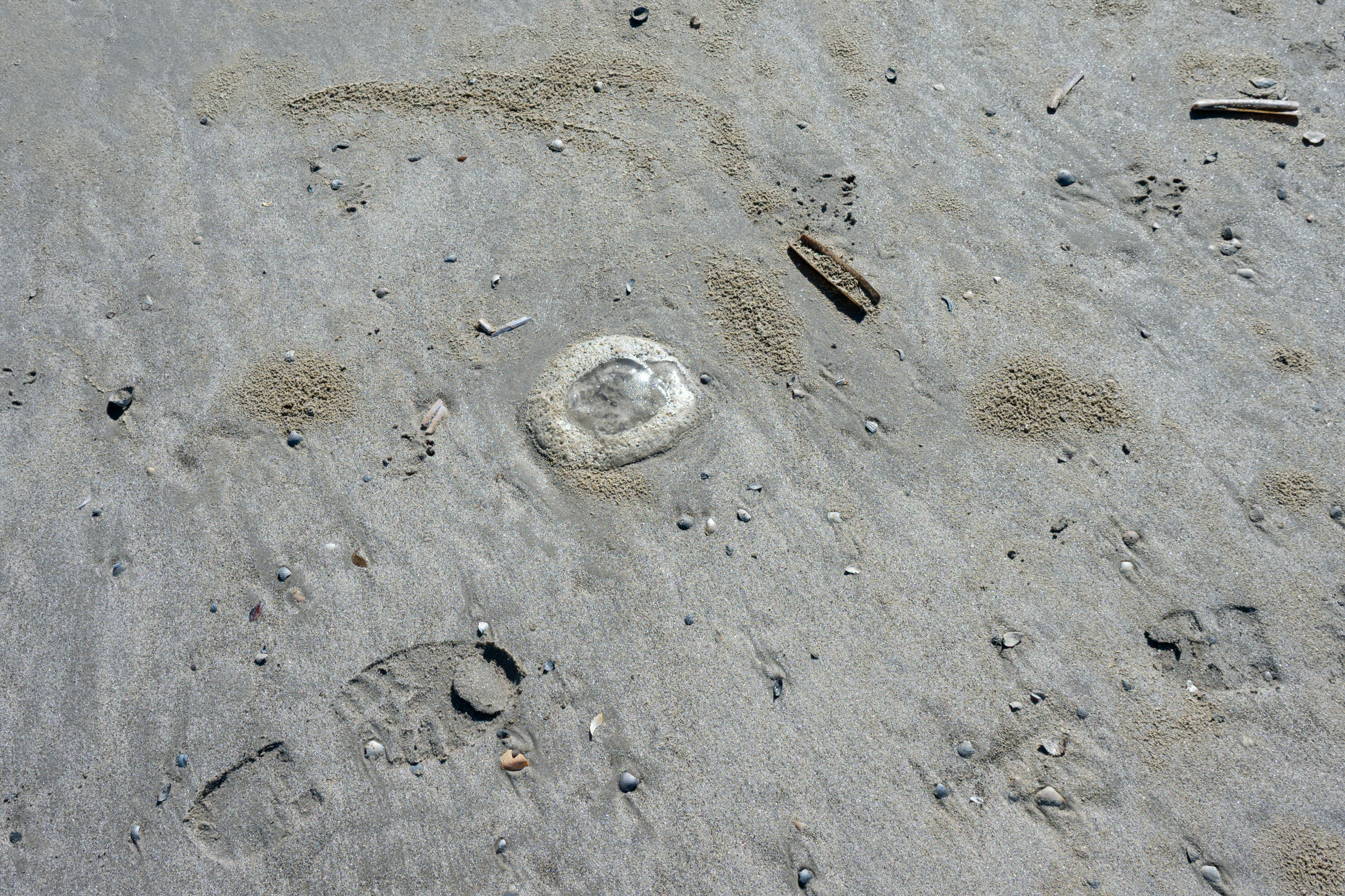 Jellyfish washed ashore on a sandy beach