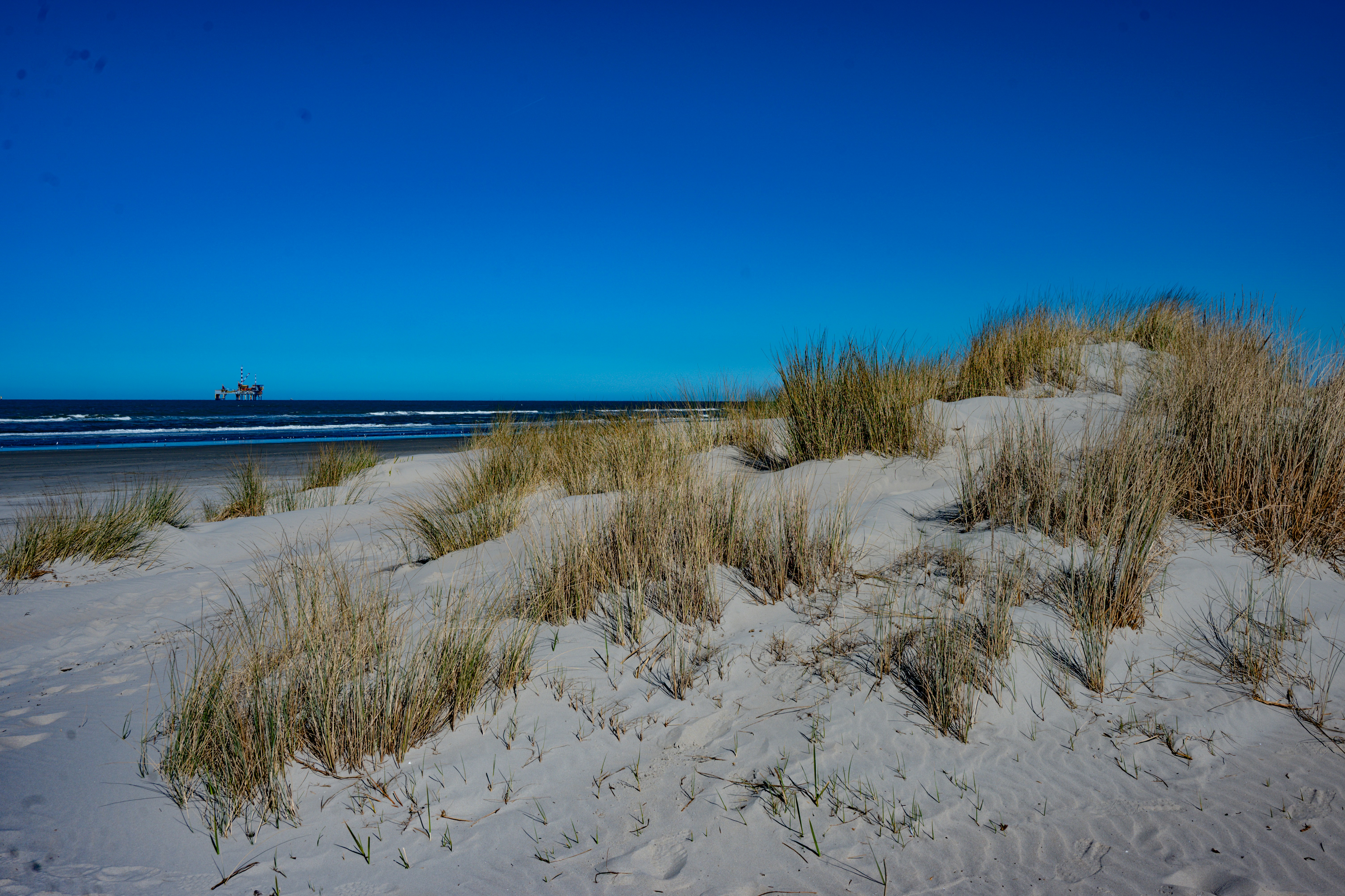 Dunes Diagram: Sea Grass on a Quiet Coastal Morning