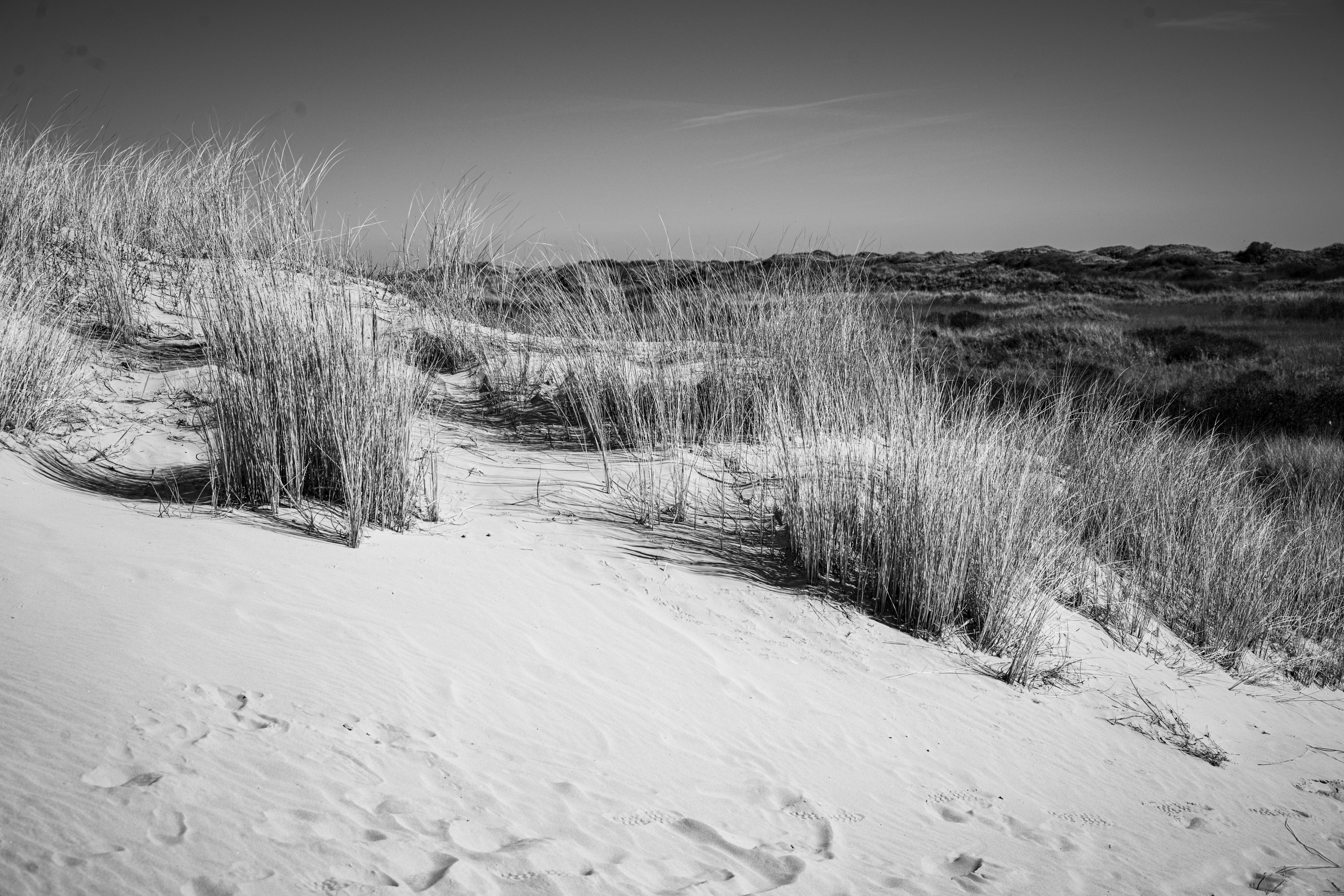 Grassy sand dunes in black and white.