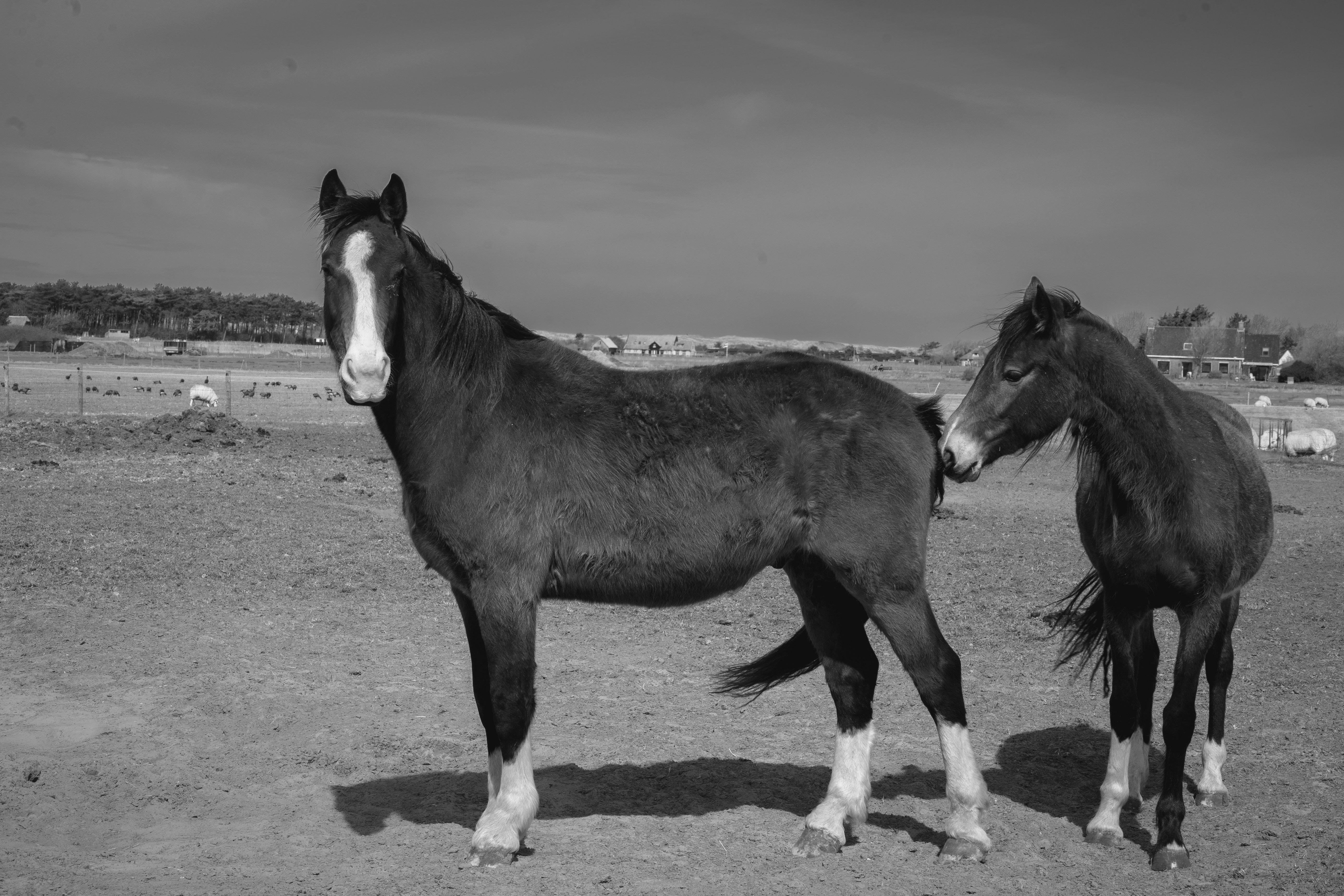 Stilled in the Desert Light: Twin Horses under a Wide Sky
