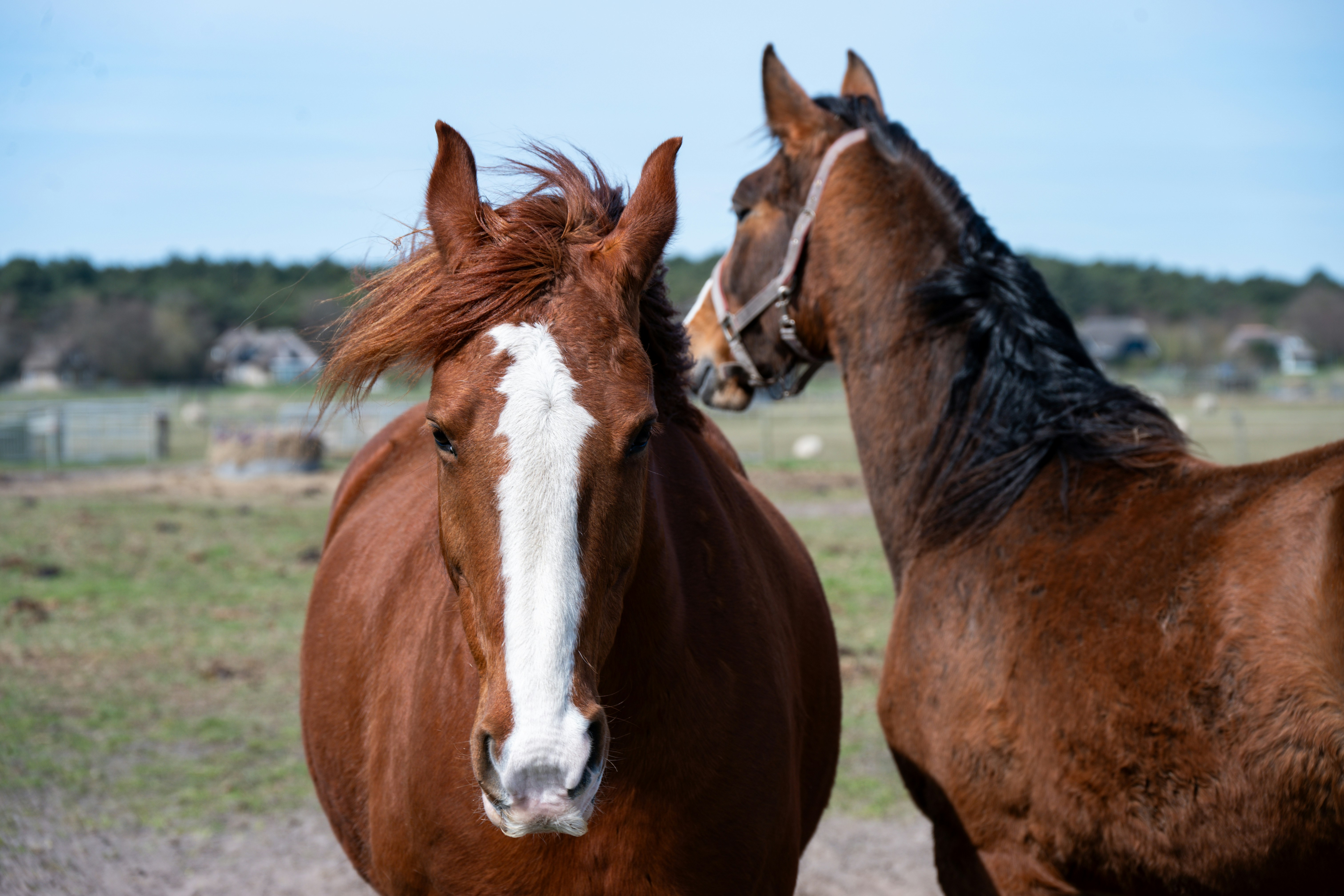 Two horses stand in a sunlit field, with the chestnut horse facing the camera in the foreground and a darker horse to the right, slightly turned away. A rural landscape with distant houses provides a calm backdrop. (Photograph) 