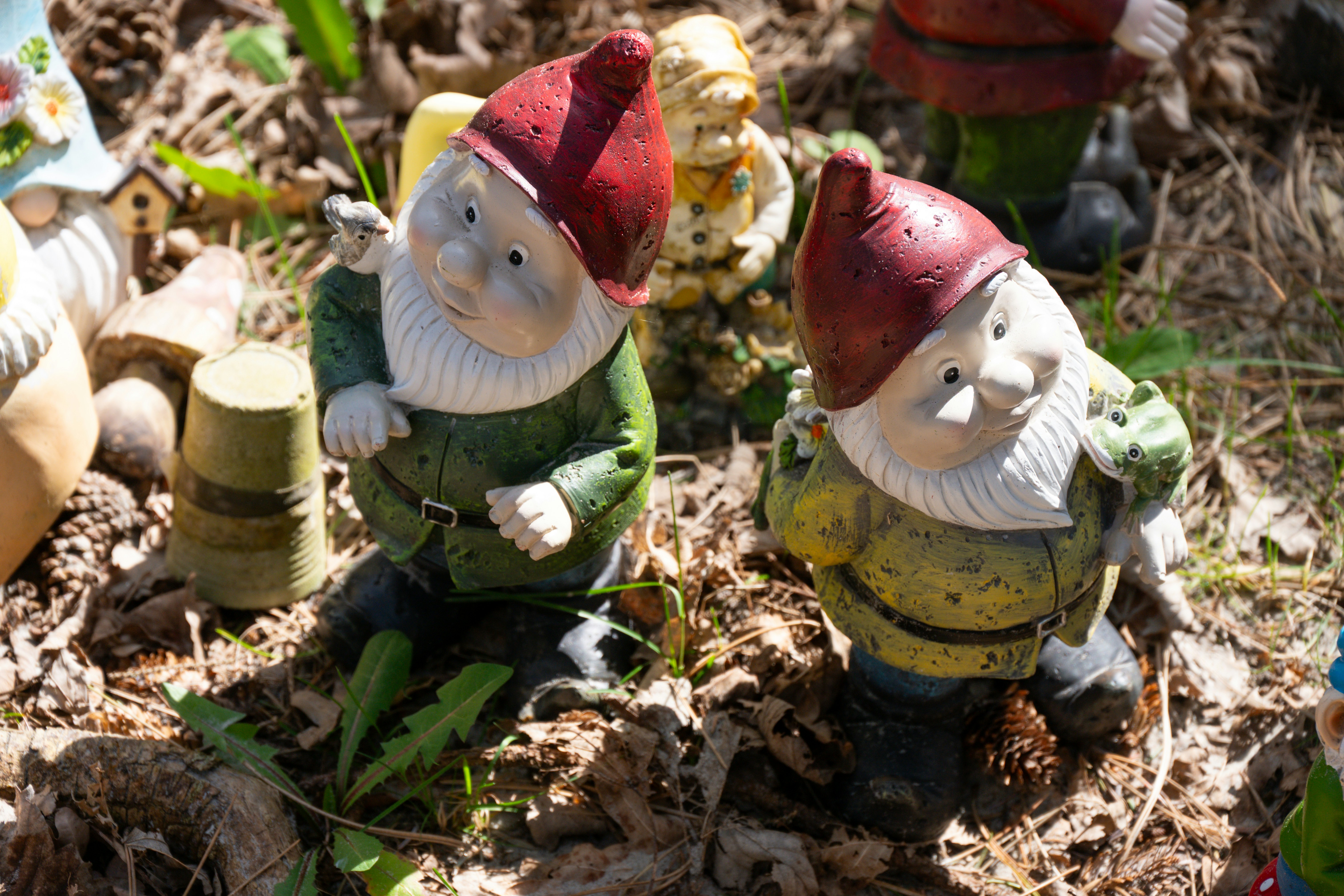 Garden Gnome Vigil: Two Figurines Guard the Leaf-Litter Patch