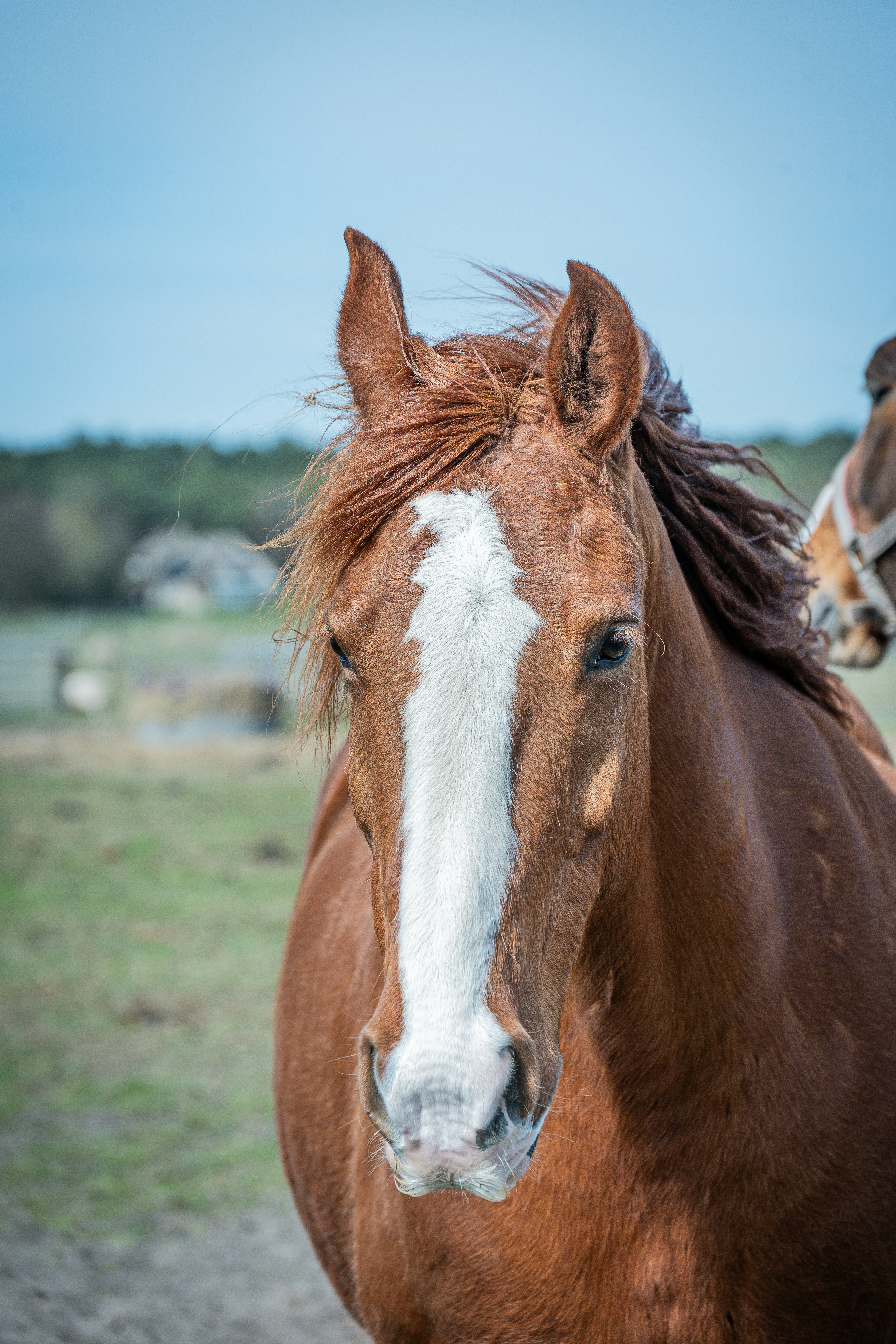 Chestnut Riderless Chestnut: A Horse's Portrait in Soft Rural Light