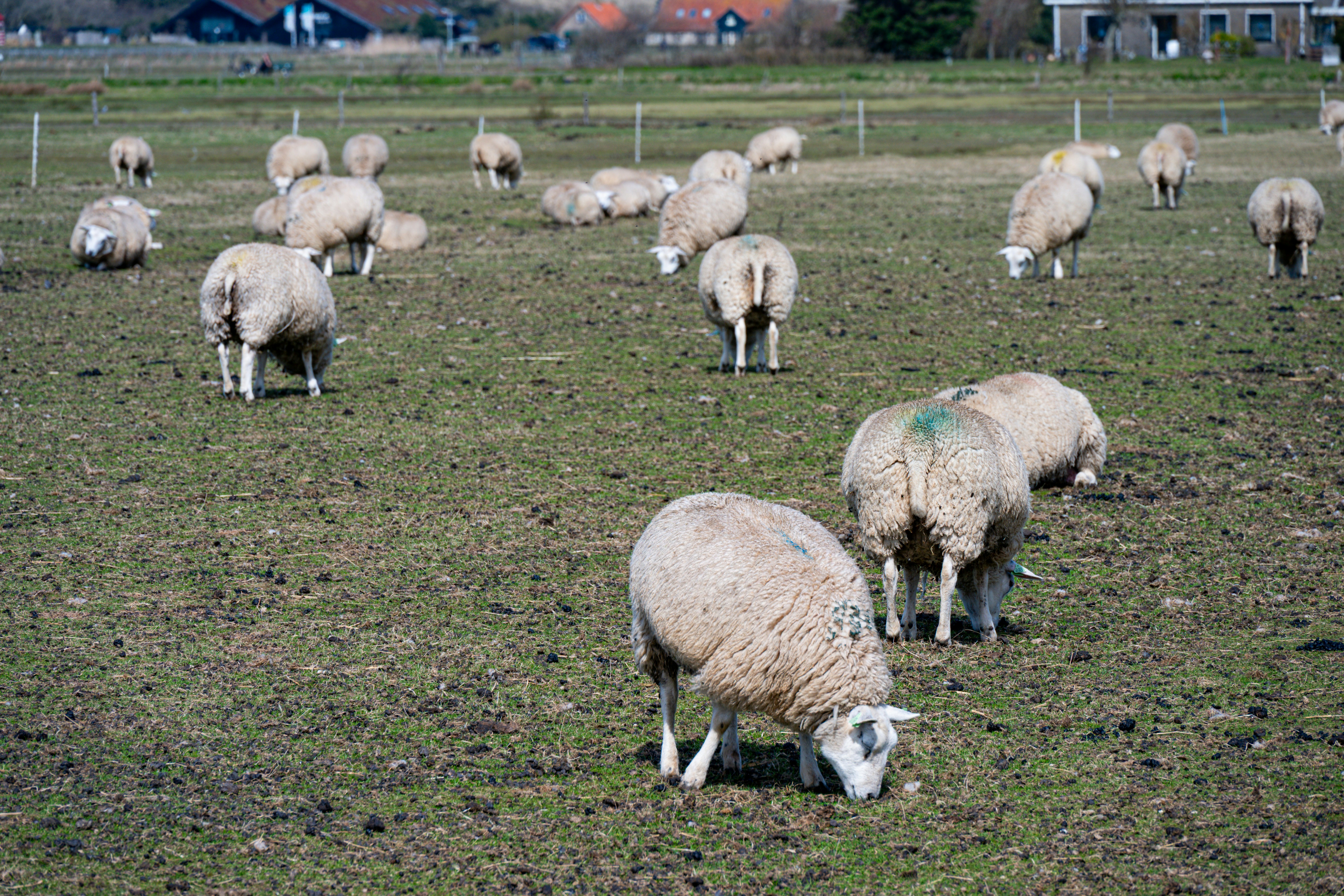 Pasture Parade: A Flock of Sheep Slurping the Quiet Midday