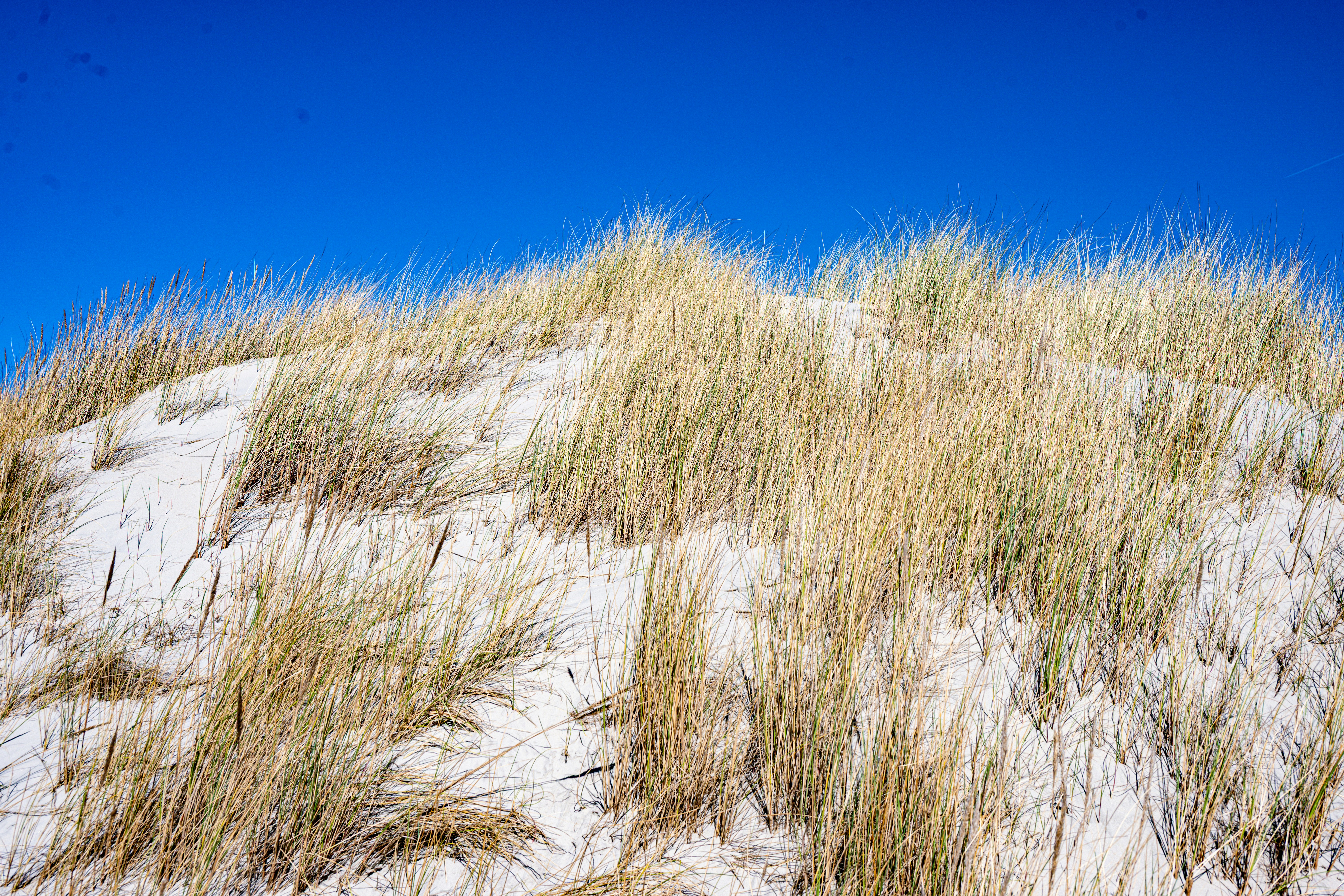 Dune Crest in Summer Light