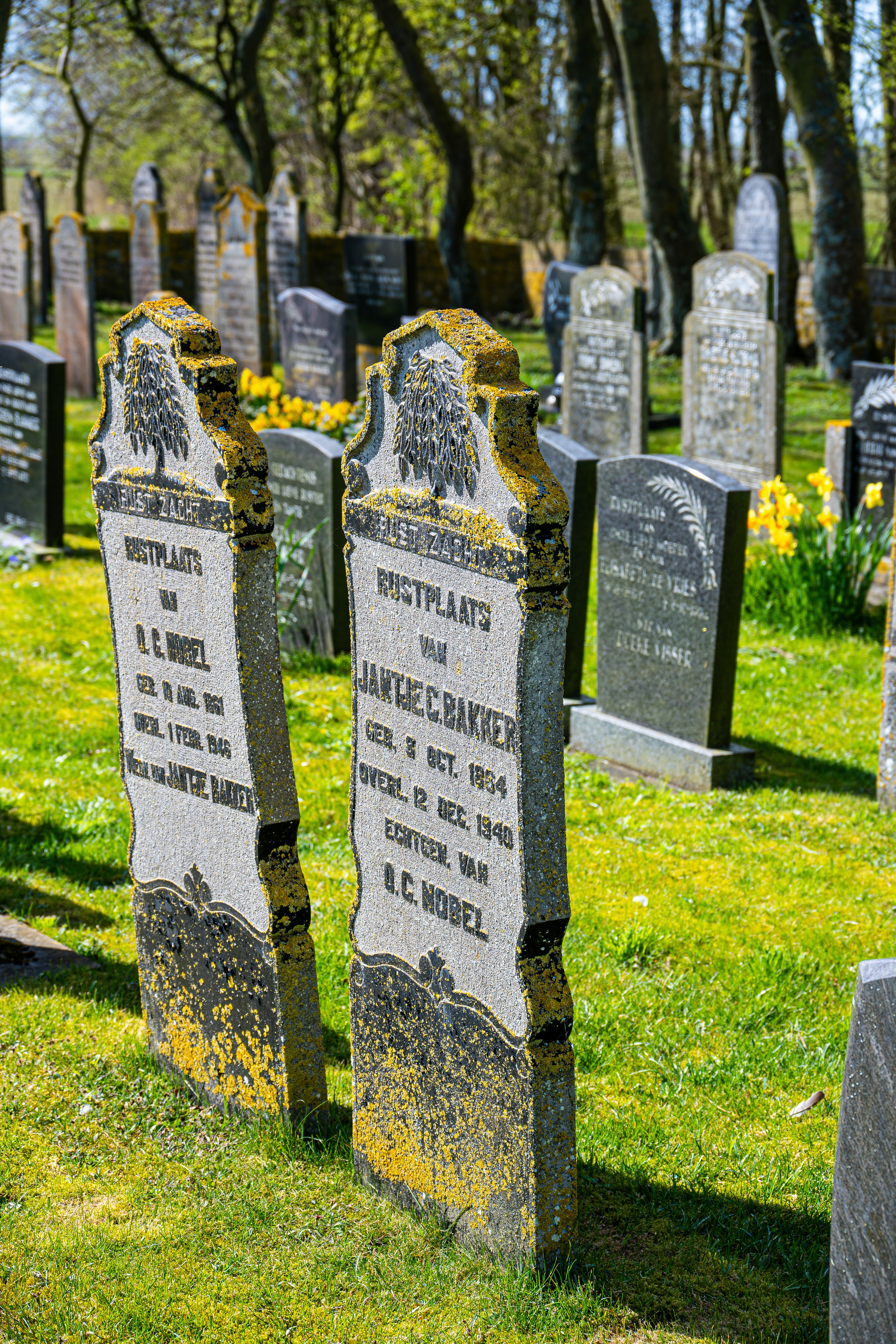 Moss-Clashed Headstones in a Sunlit Cemetery