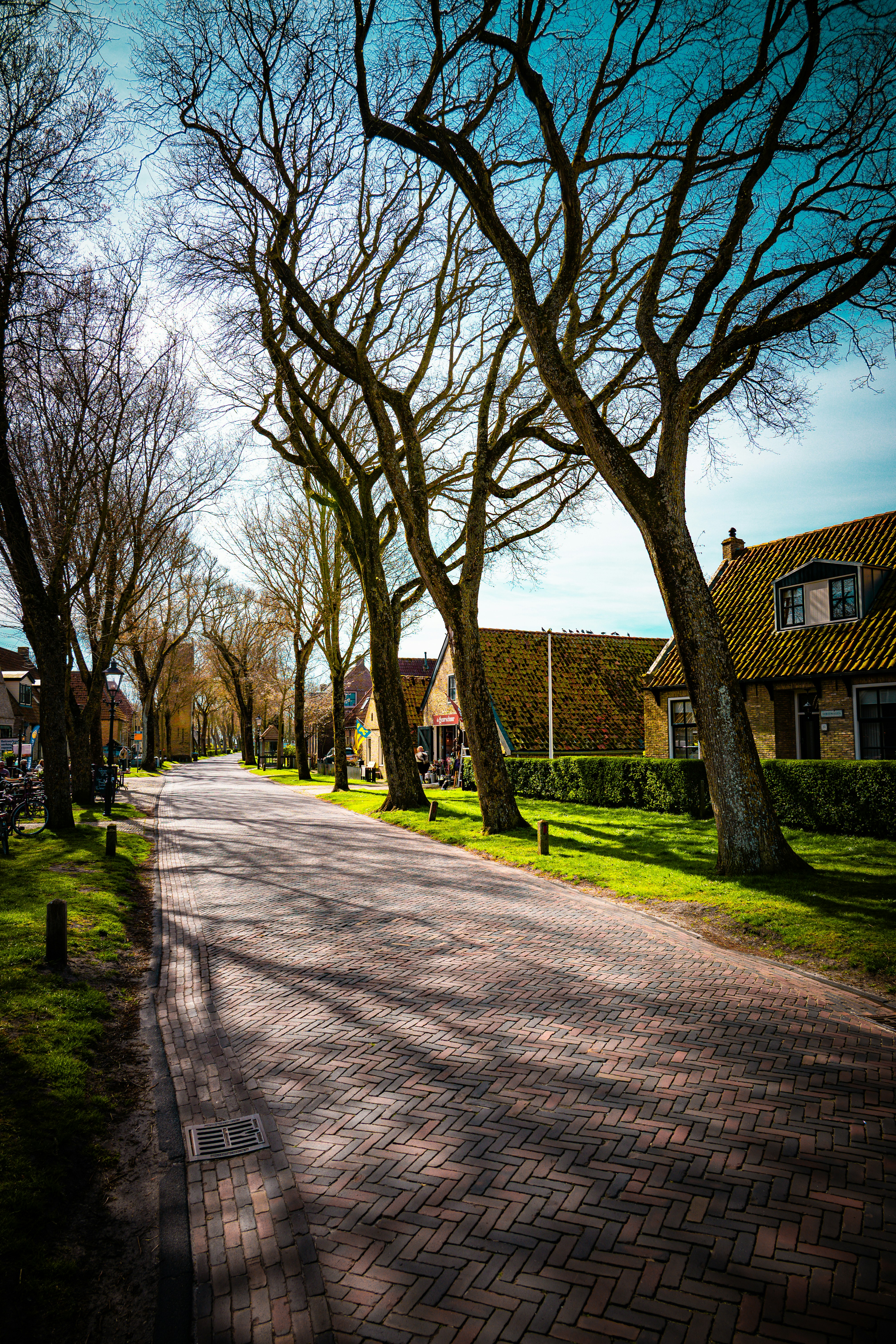 Tree-Lined Brick Path Through a Sunny Suburban Street