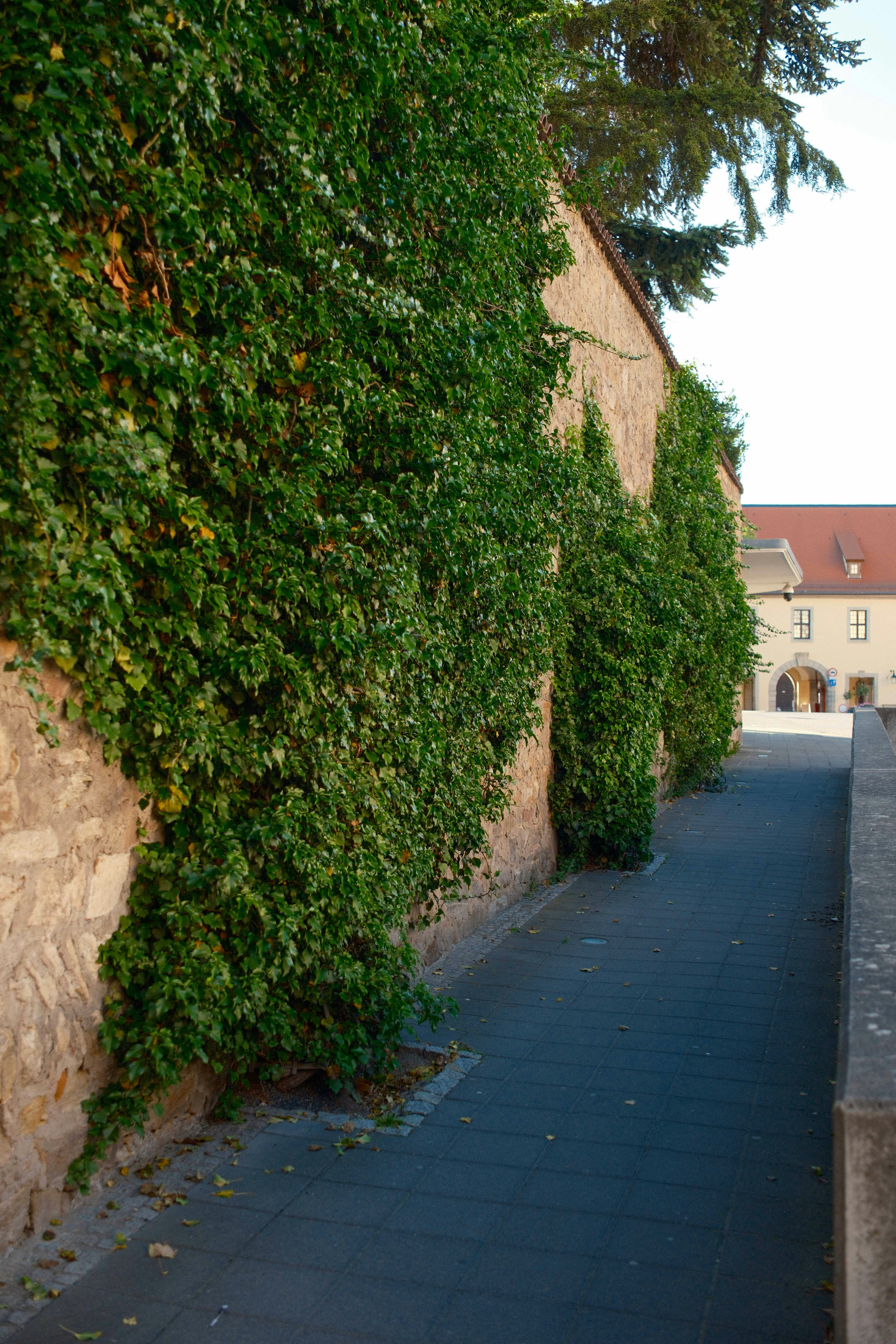 Ivy-lined Wall to the Quiet Archway Road