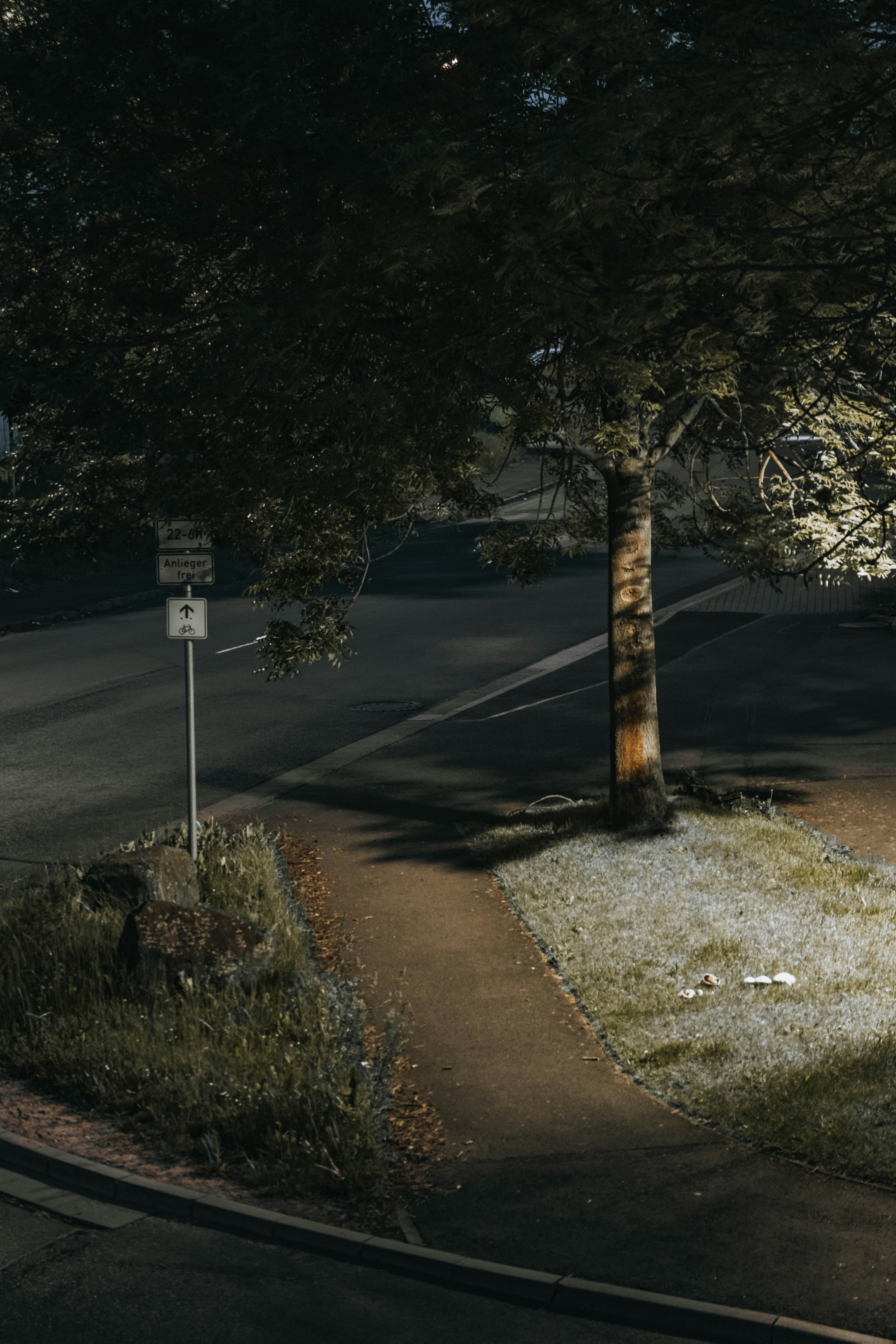 Pathway Beneath the Canopy: A Quiet Street Corner