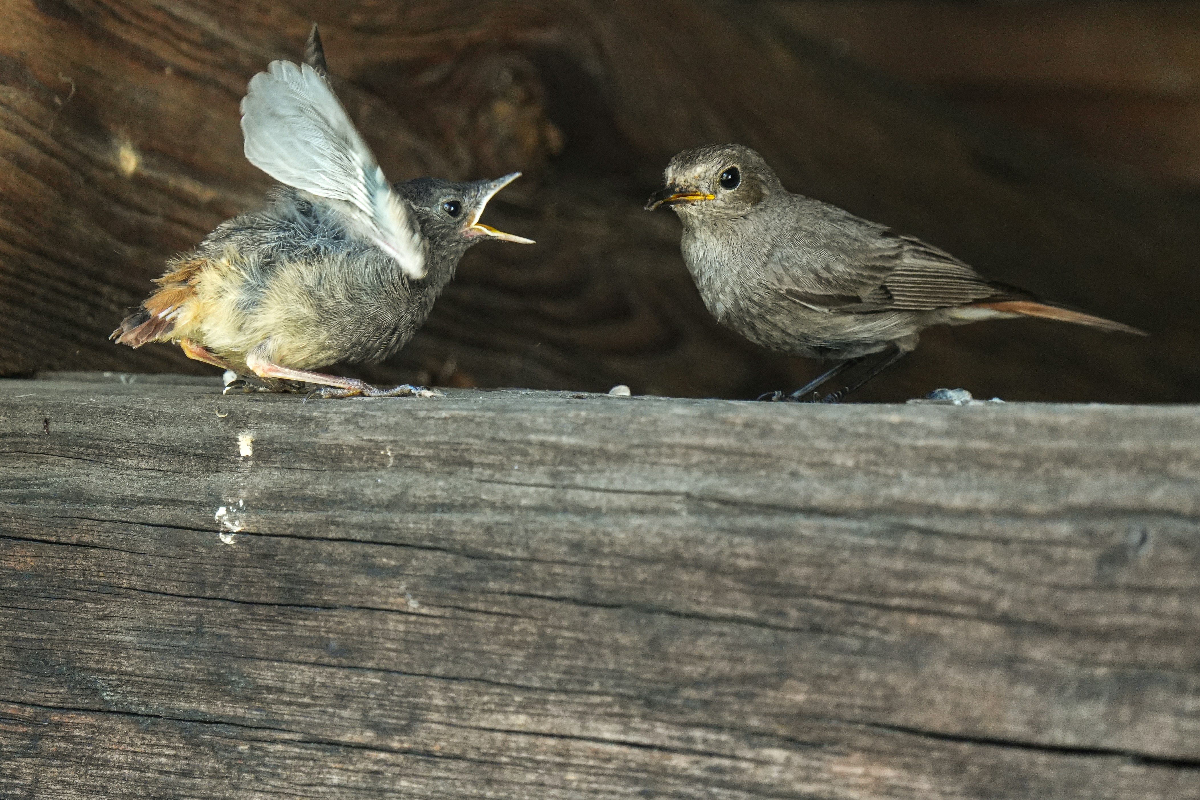 Two fledgling songbirds on weathered wood