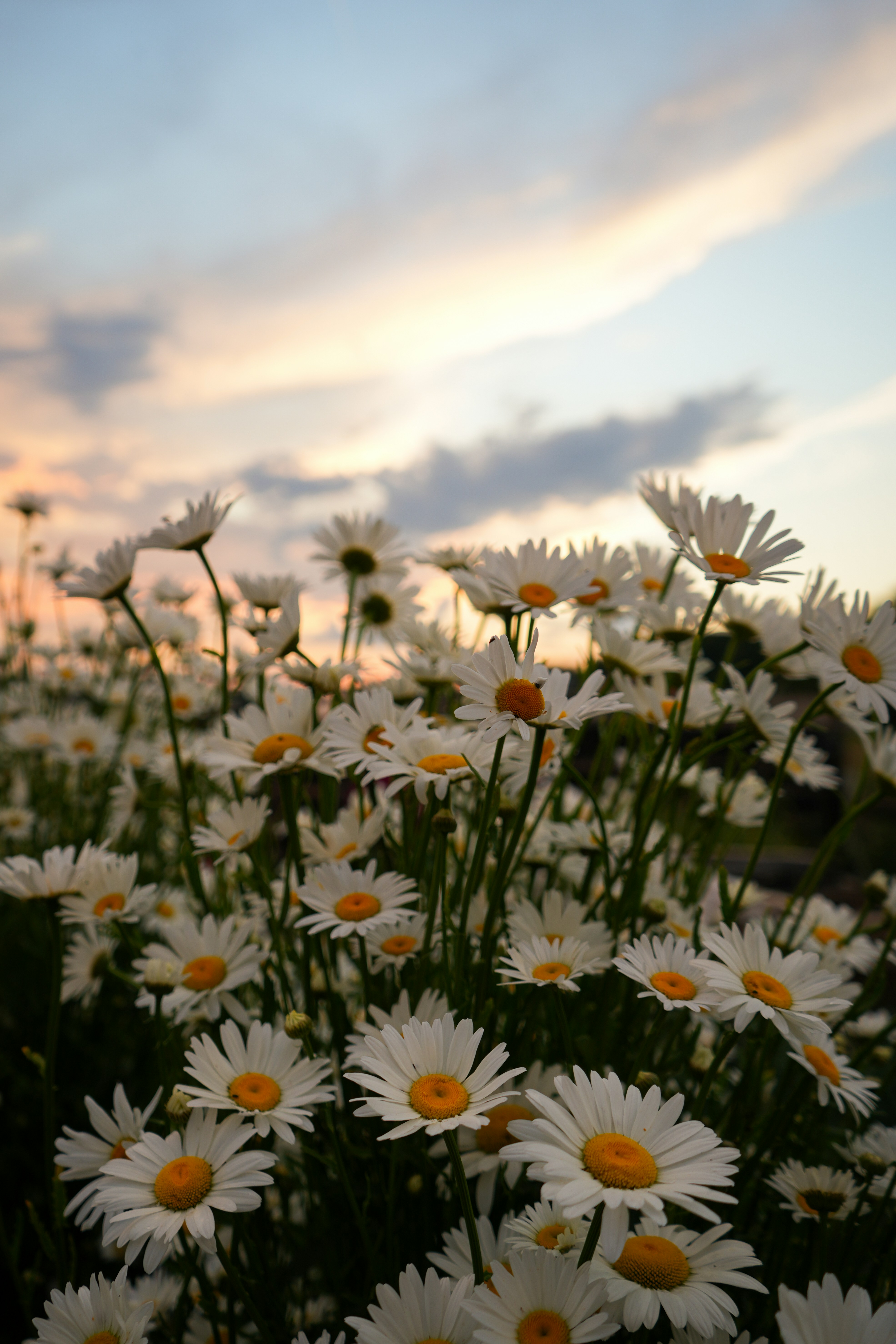Field of Daisies at Dusk
