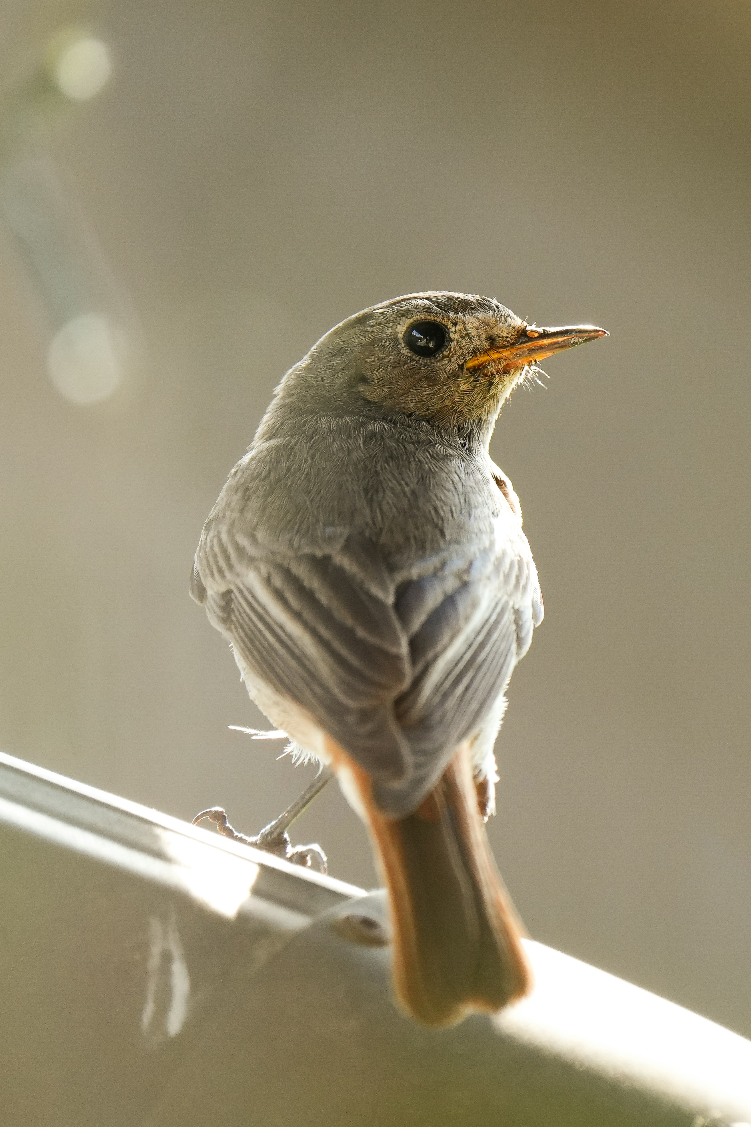 Perched on the Rail: A Quiet Moment with a Grey Warbler