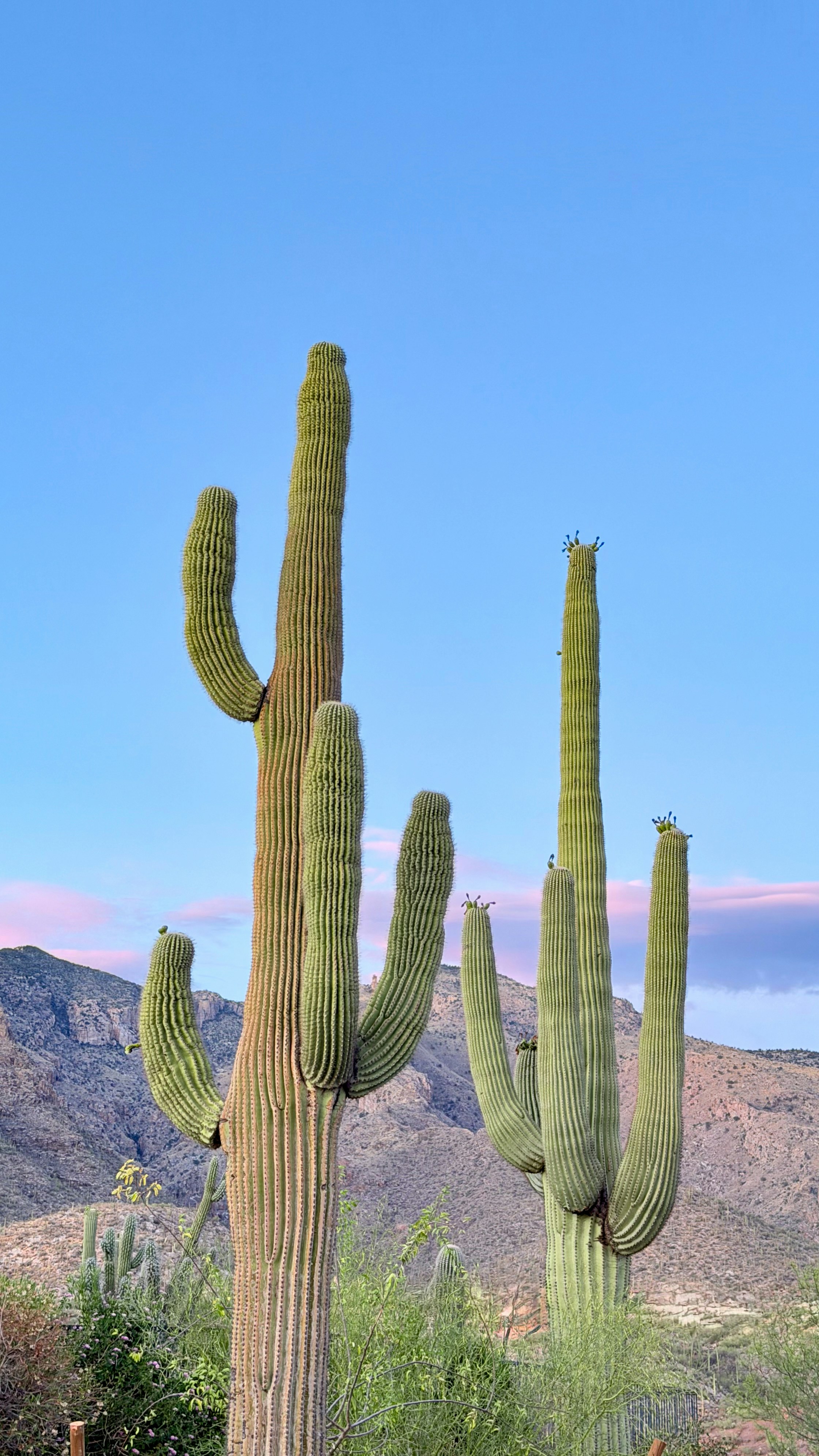 Desert Sentinels under a Cerulean Sky
