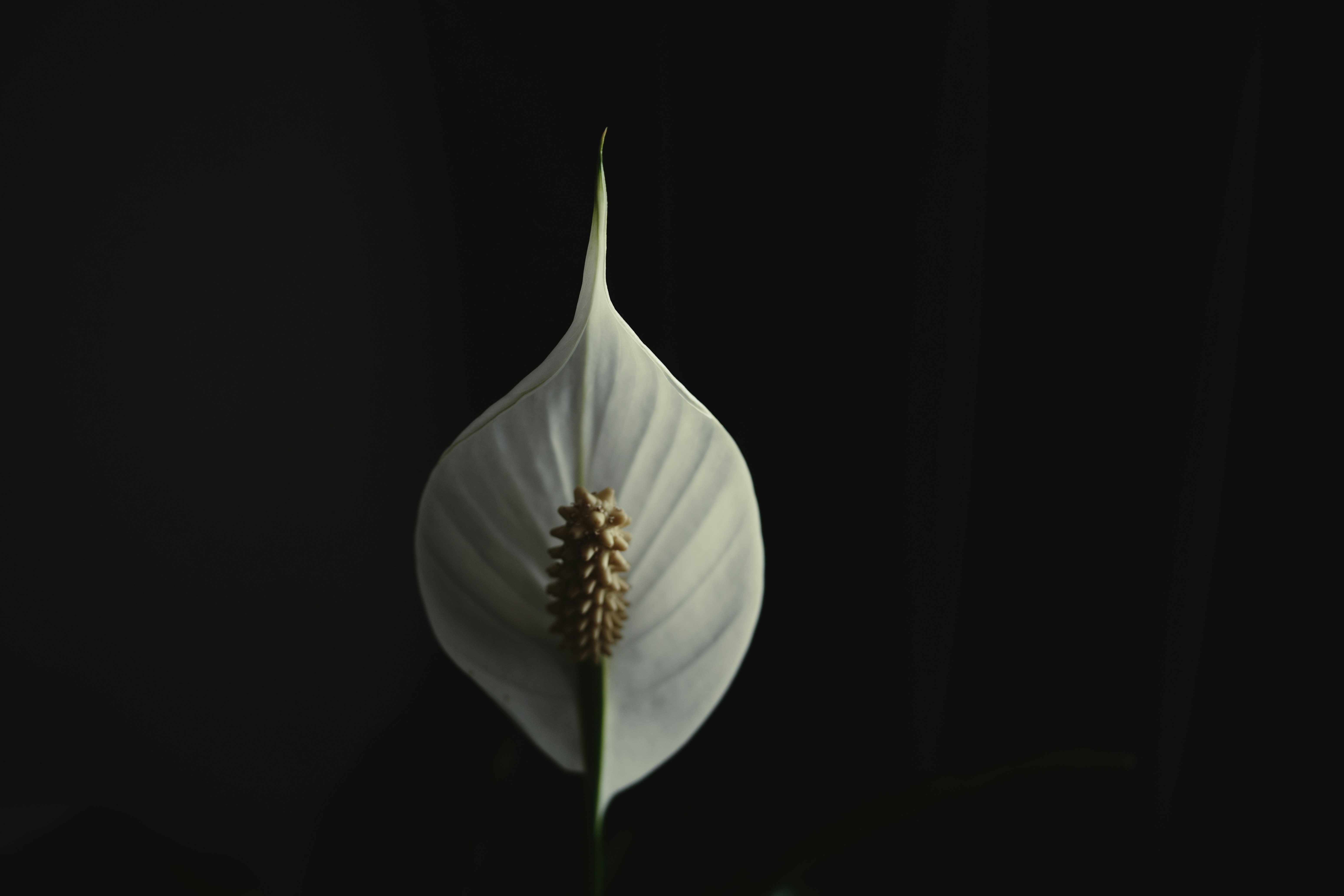 Centered Peony Silhouette: A Single Leaf and Stamen in Velvet Darkness
