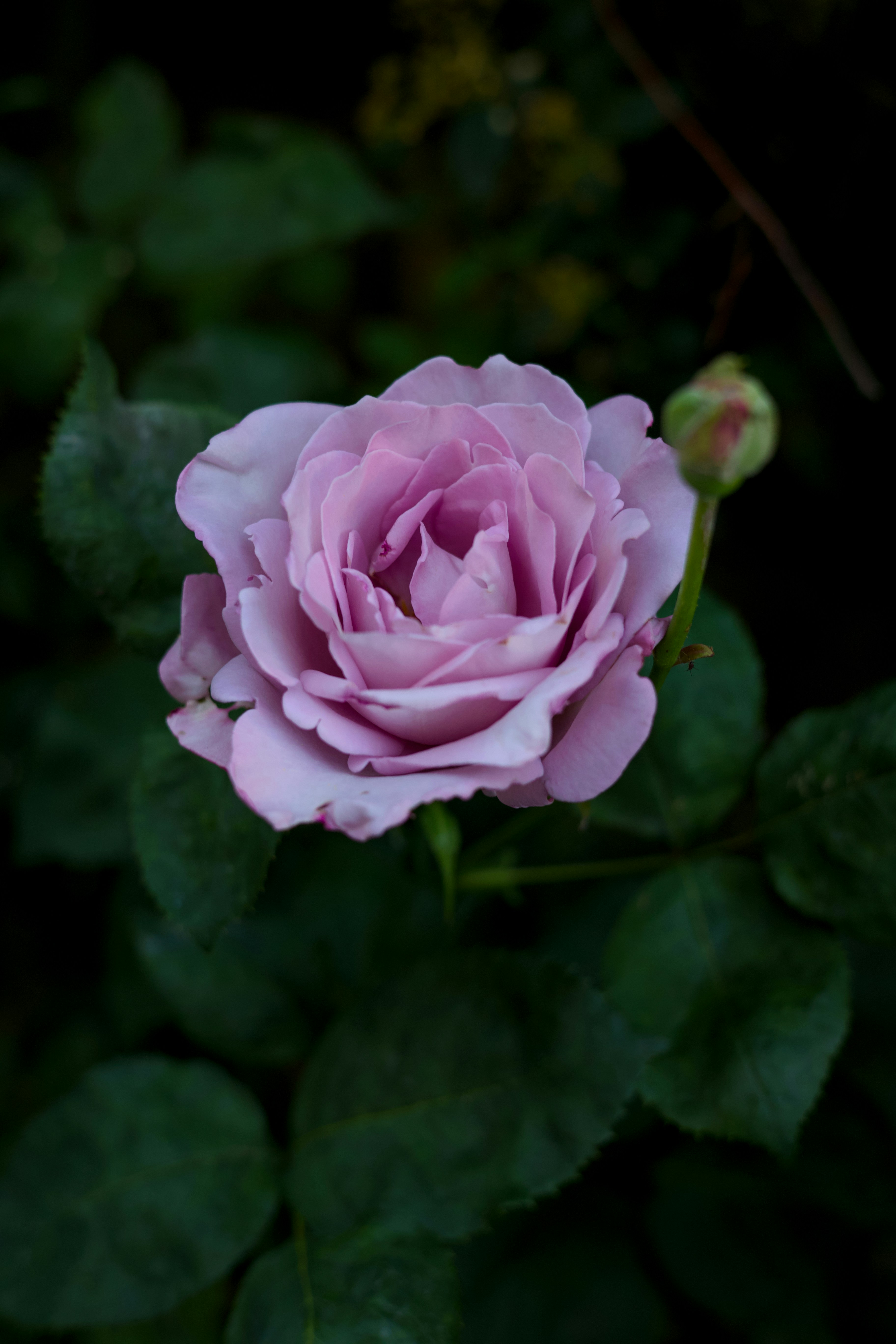 Pink Rose in Shadowed Garden Hue
