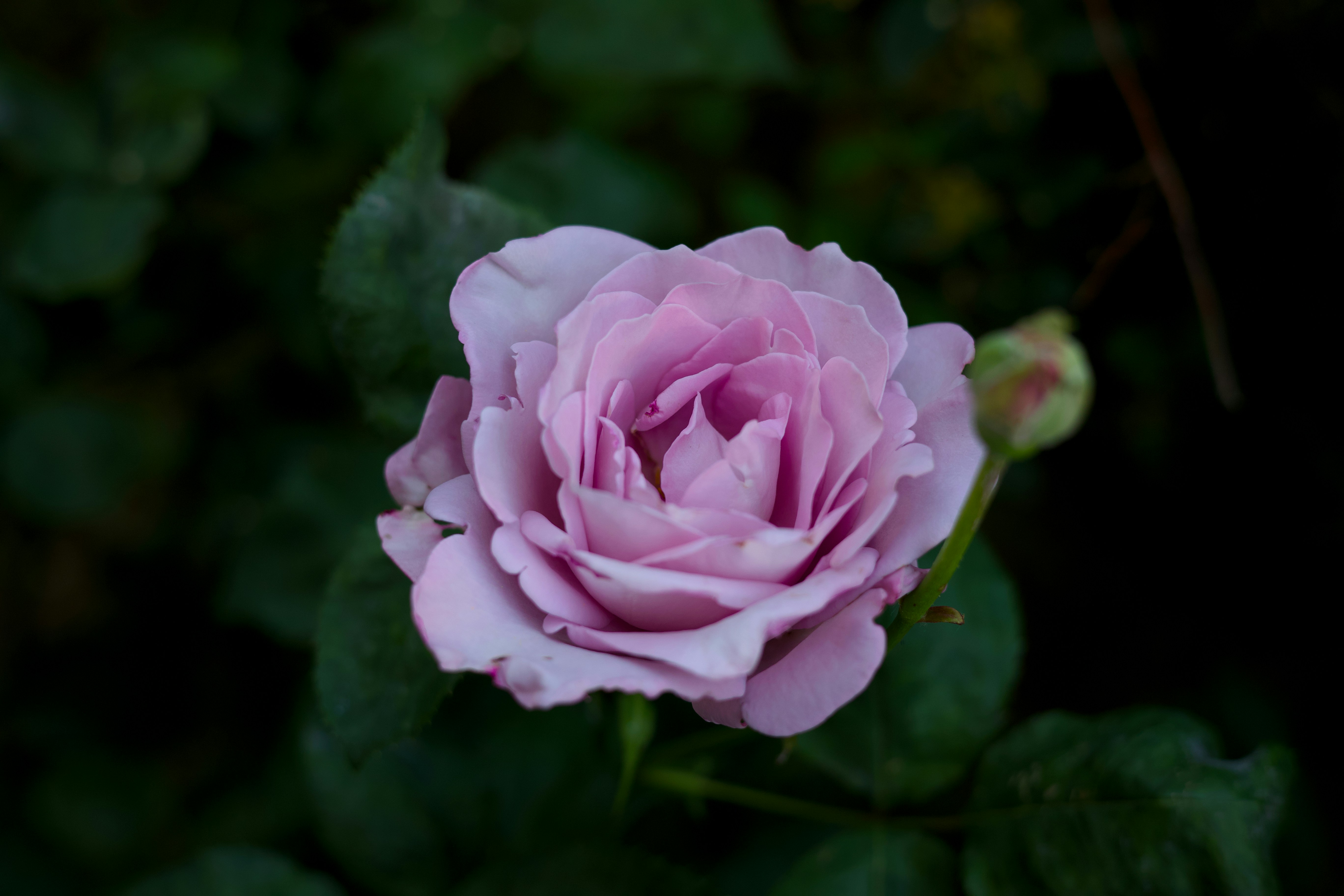 Soft-petaled Pink Rose in Quiet Garden Glow