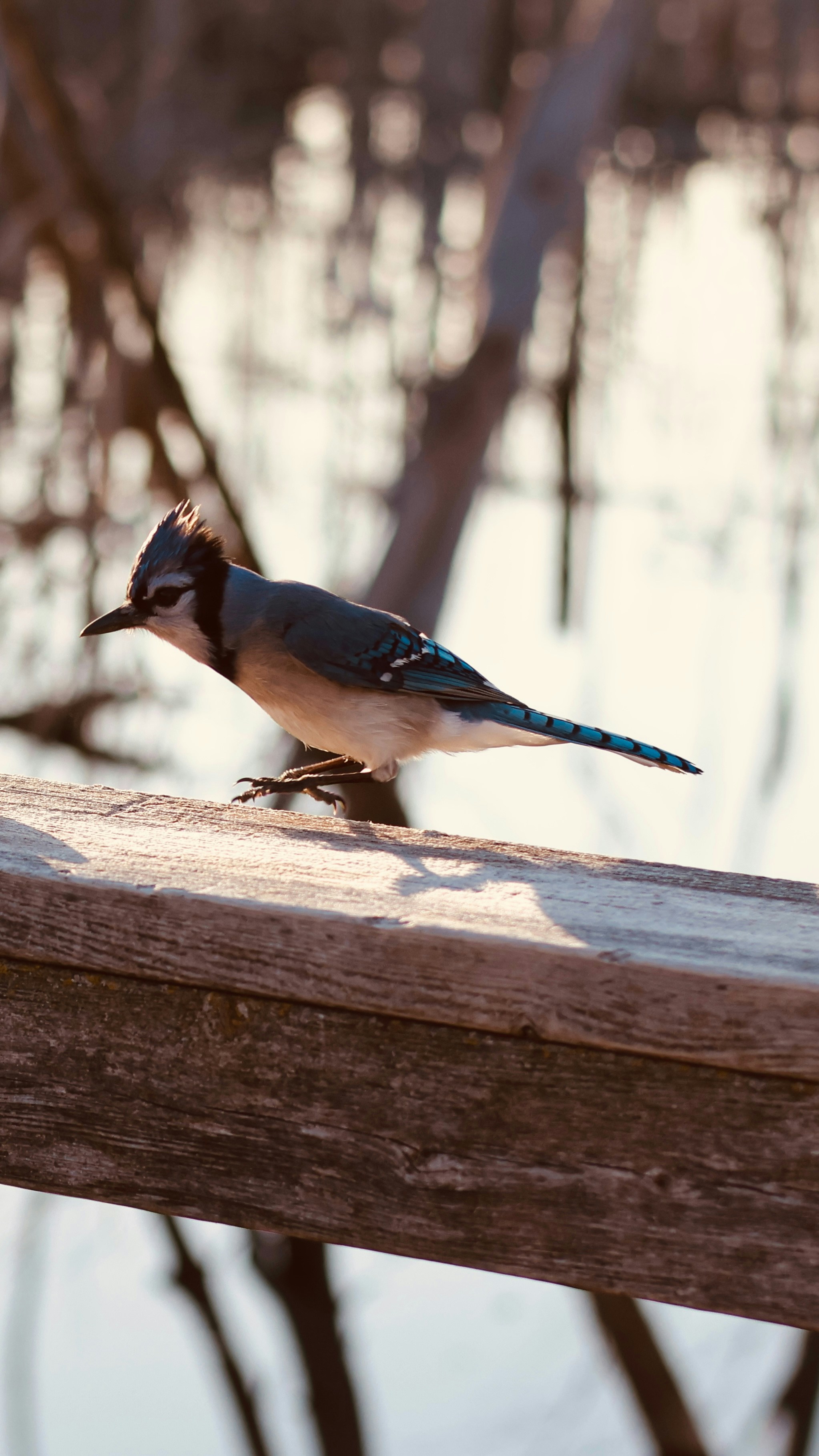 Blue Jay on a Weathered Beam at Dusk by the Wetland