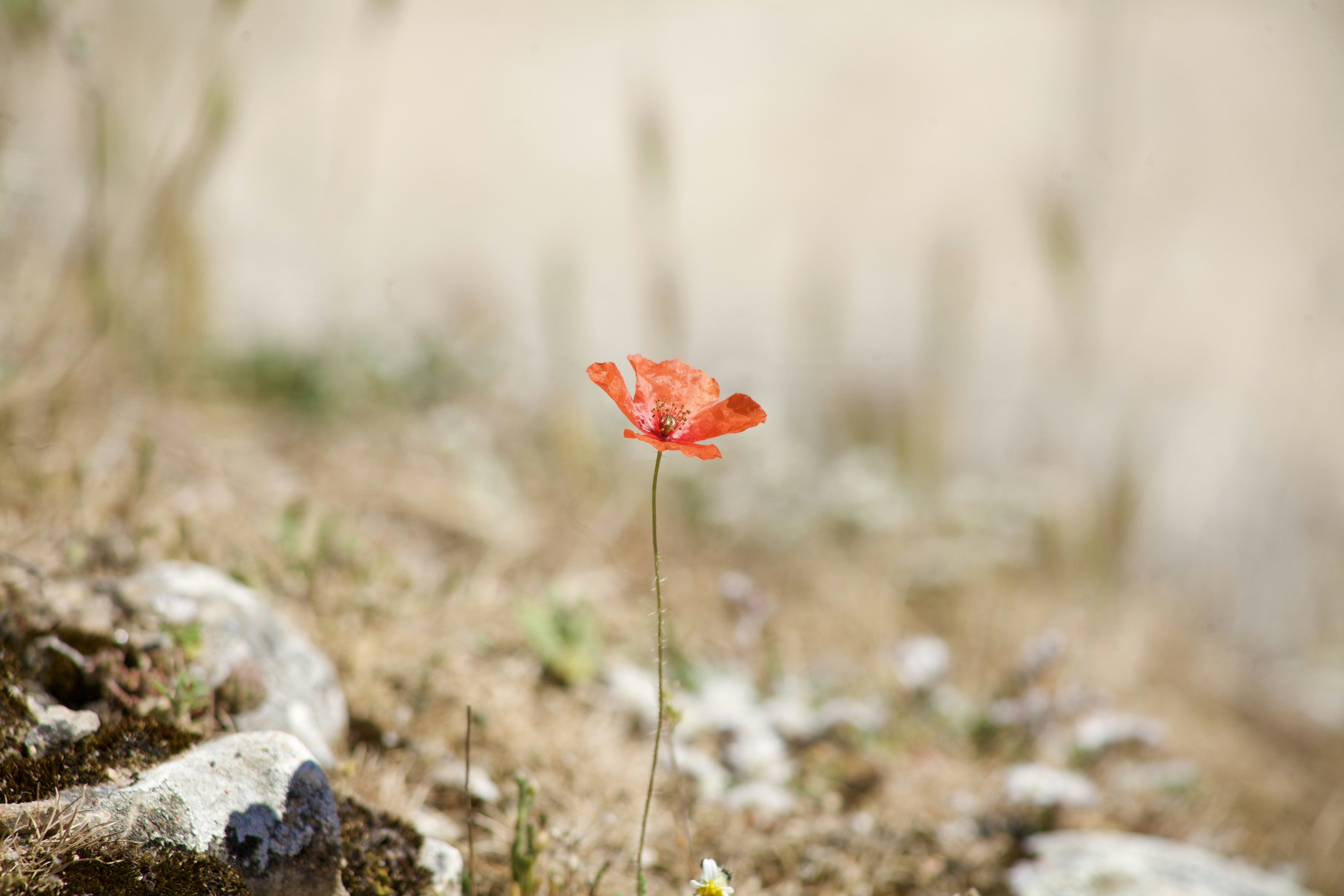 A lone red poppy on a sunlit ridge