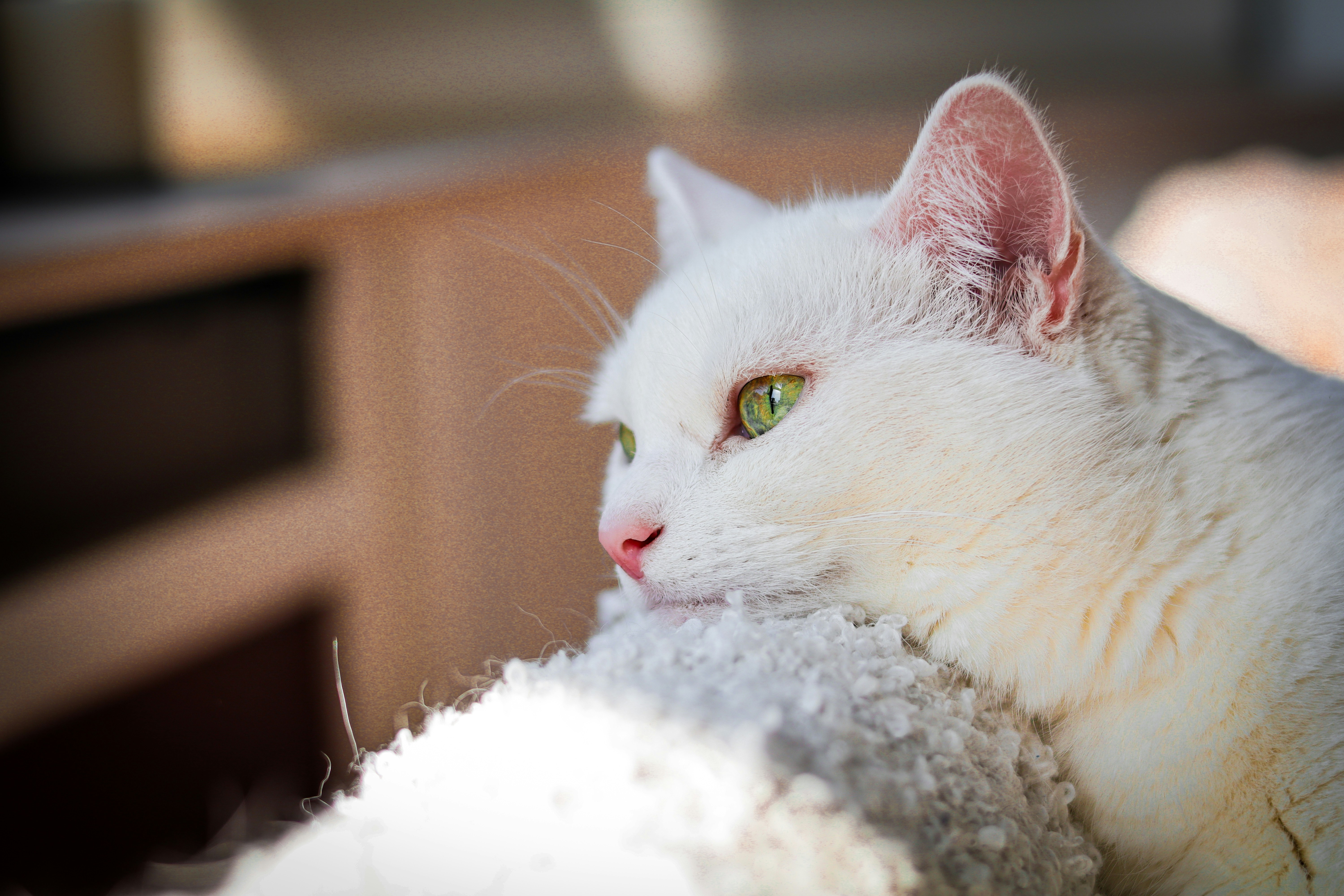Muted portrait of a white cat with green eye peering over a plush surface; warm natural light and shallow depth give a cozy, intimate feel.