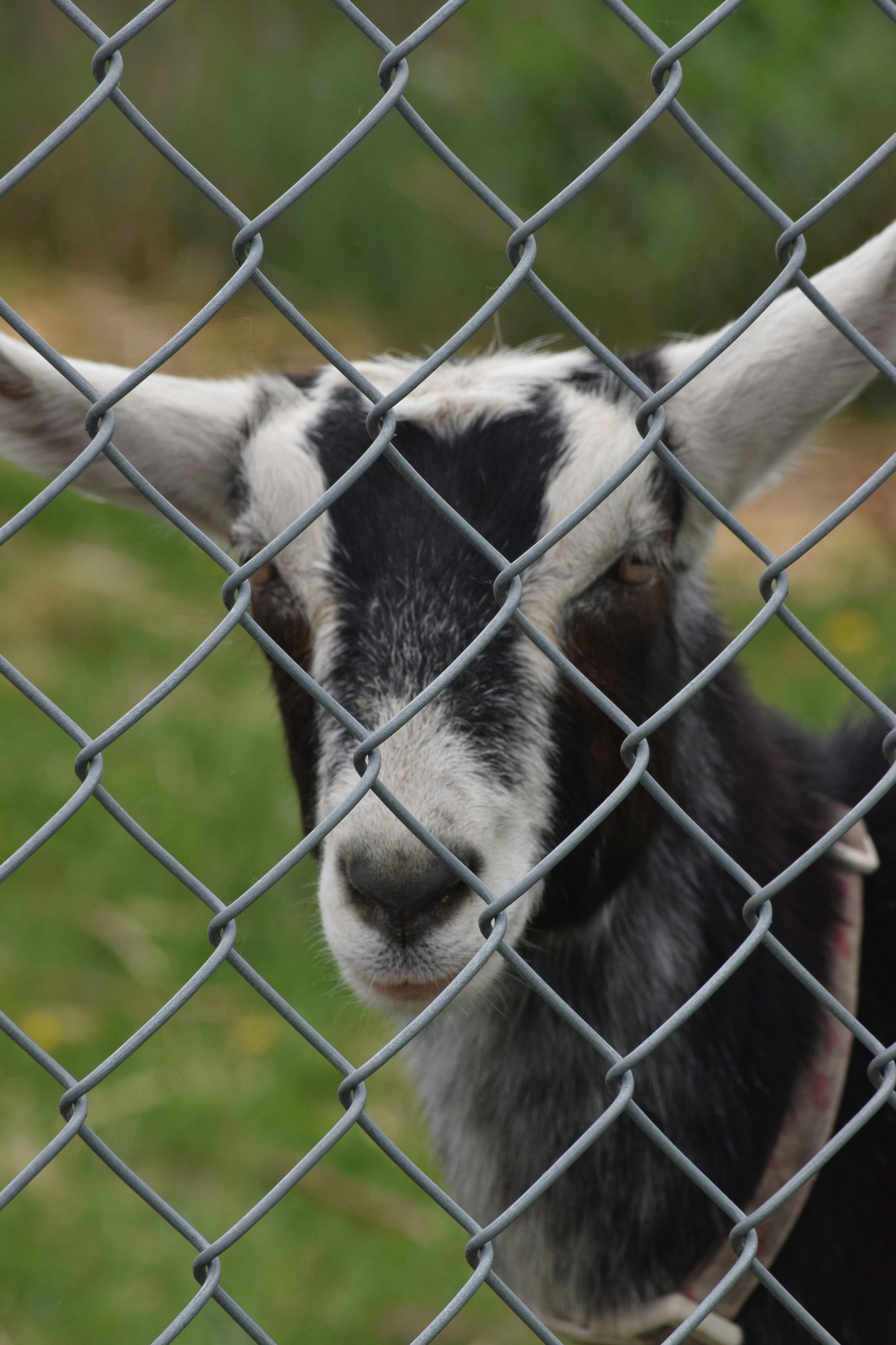 Goat Behind the Chain Link: A Quiet Gaze Through the Fence