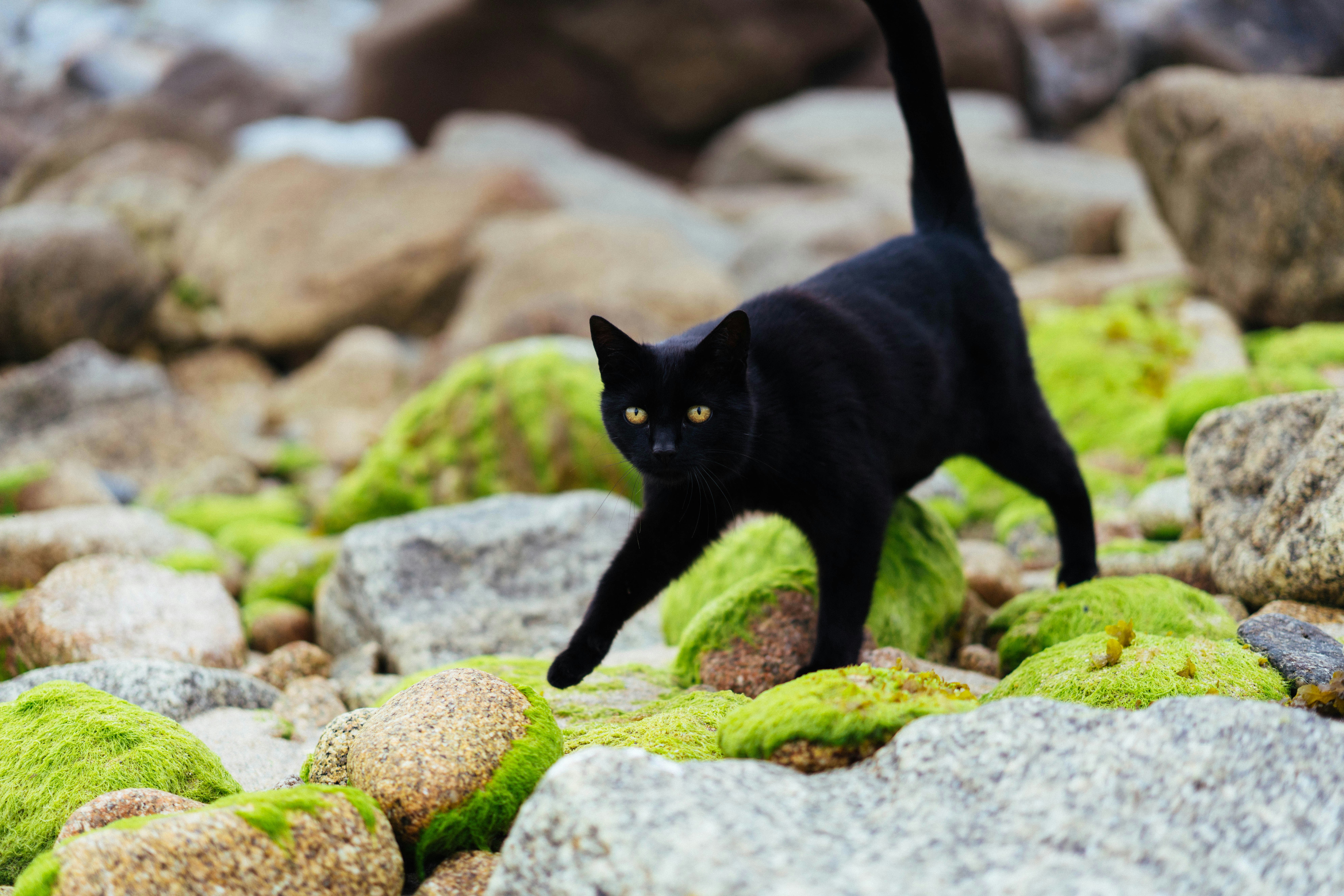 Midnight Prowl Across Mossy Stones