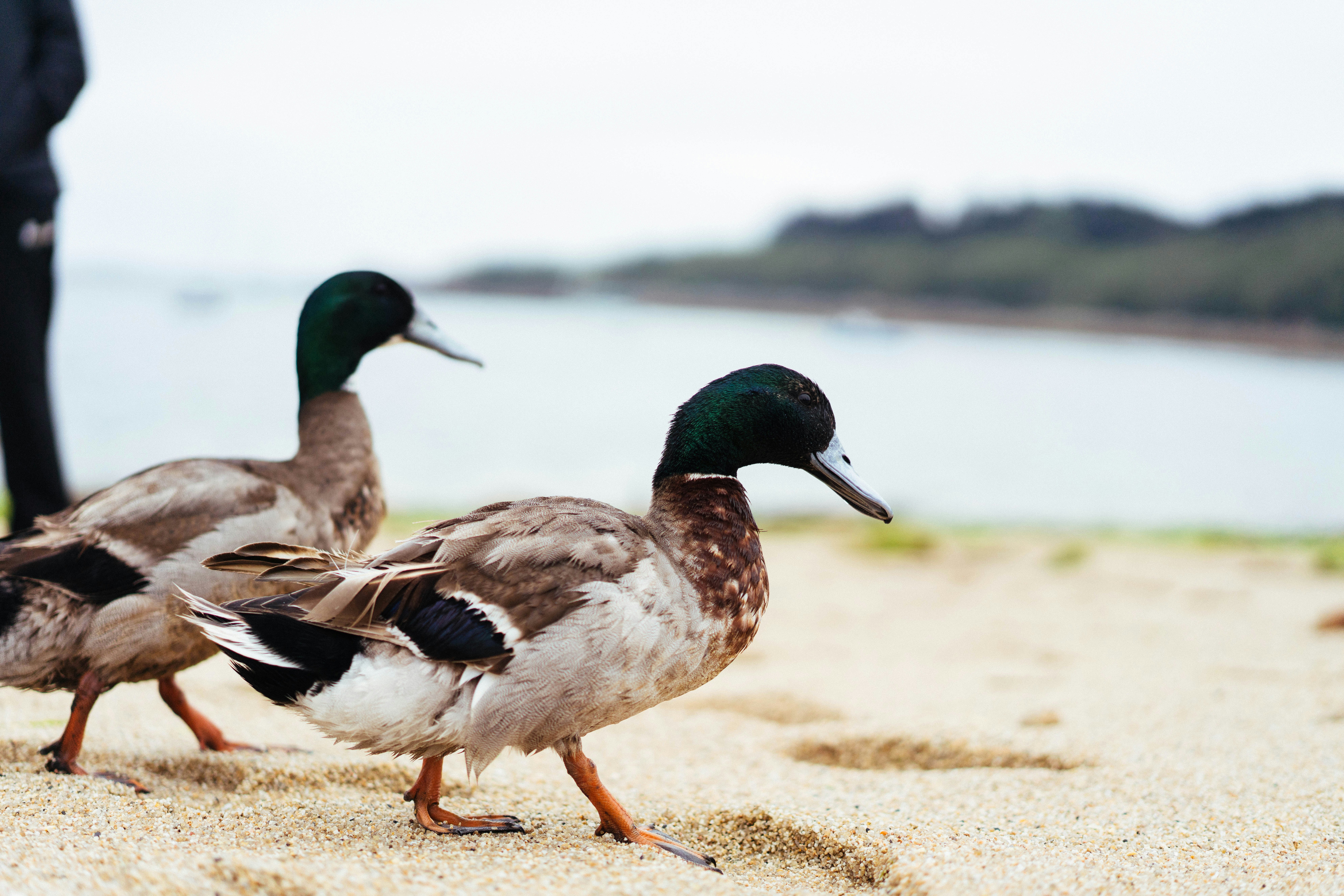 Two Mallards on a Sunlit Shore