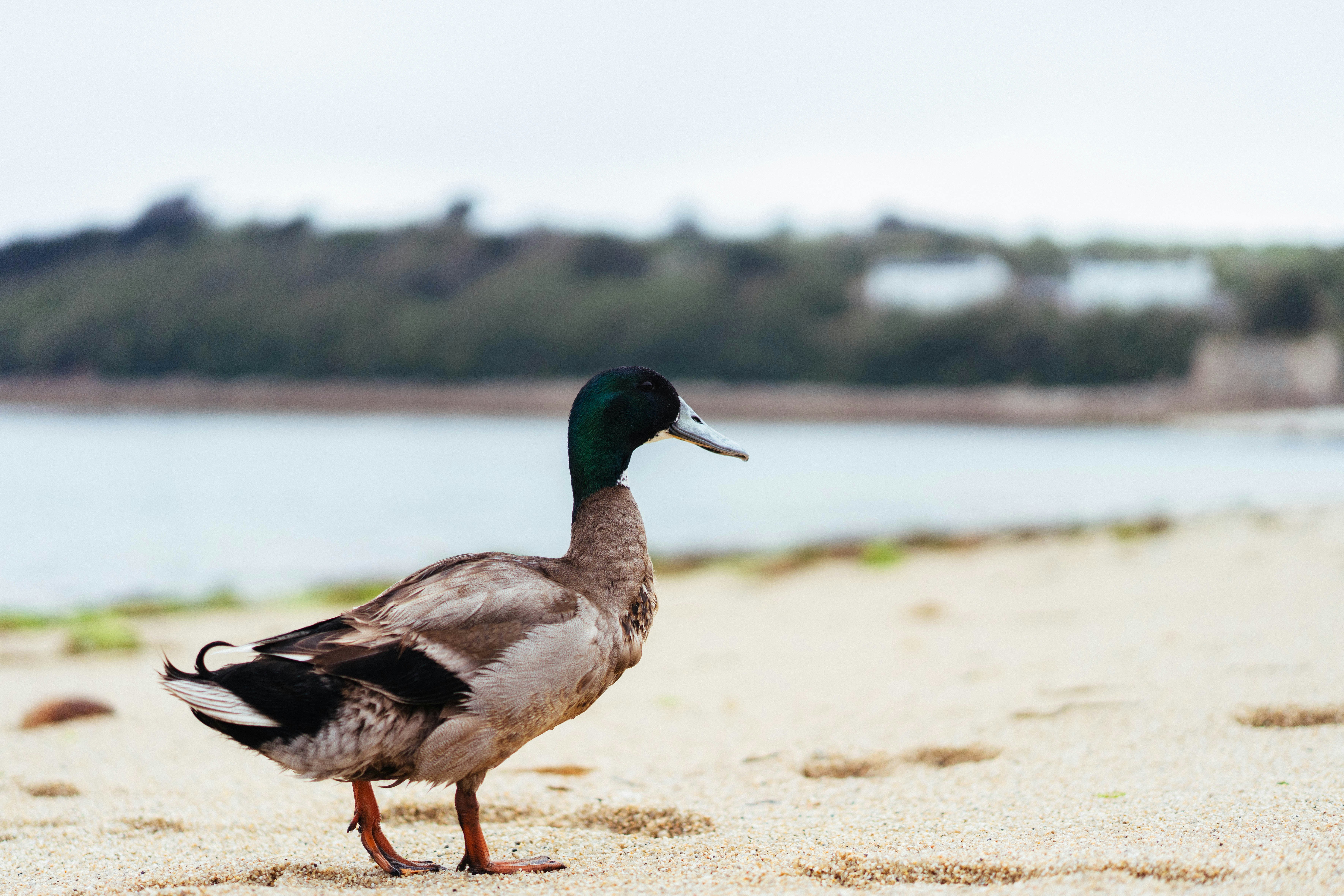 Green-hooded Duck at the Shoreline