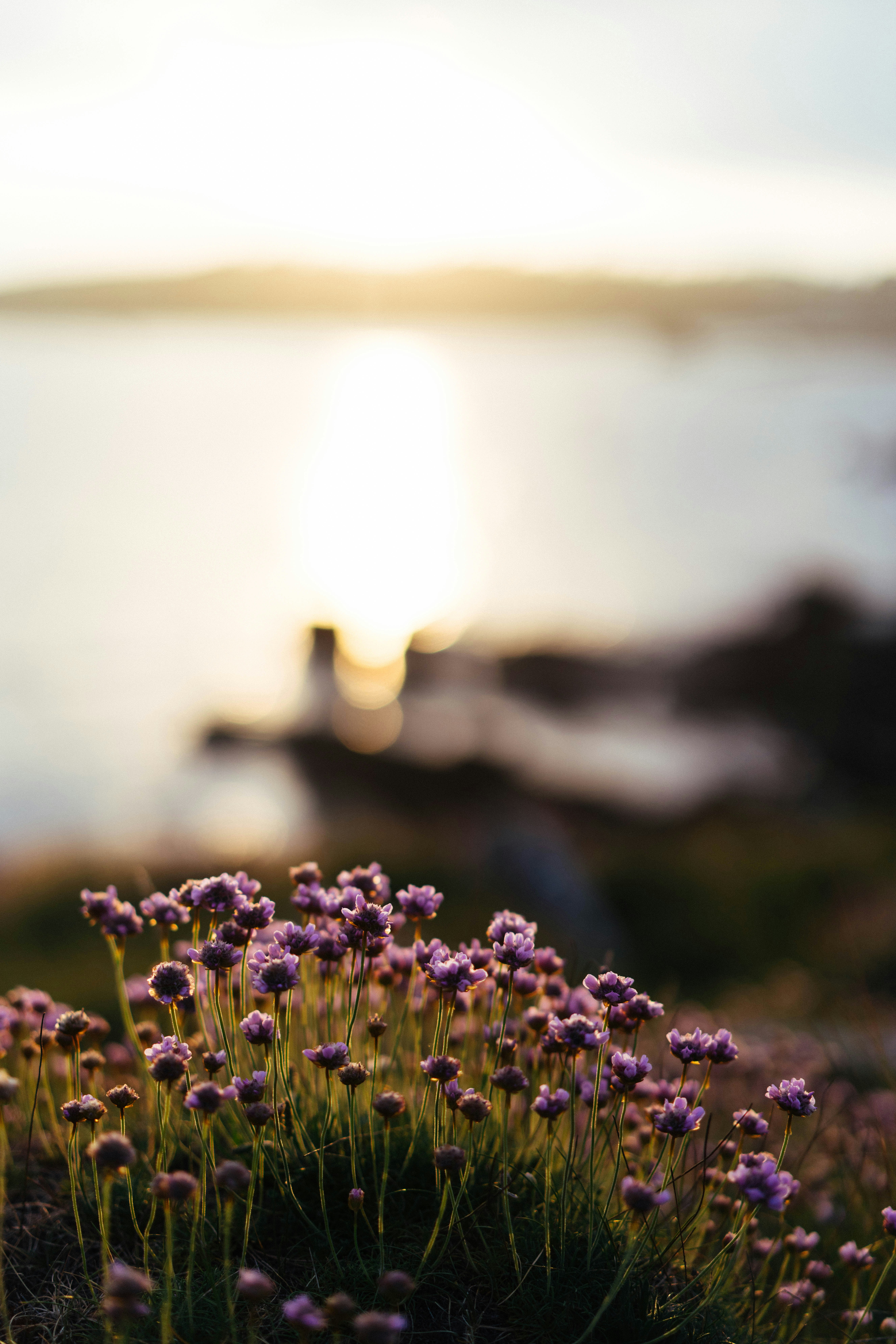 Sunlit Sea Lavender: Quiet Bloom at Dusk