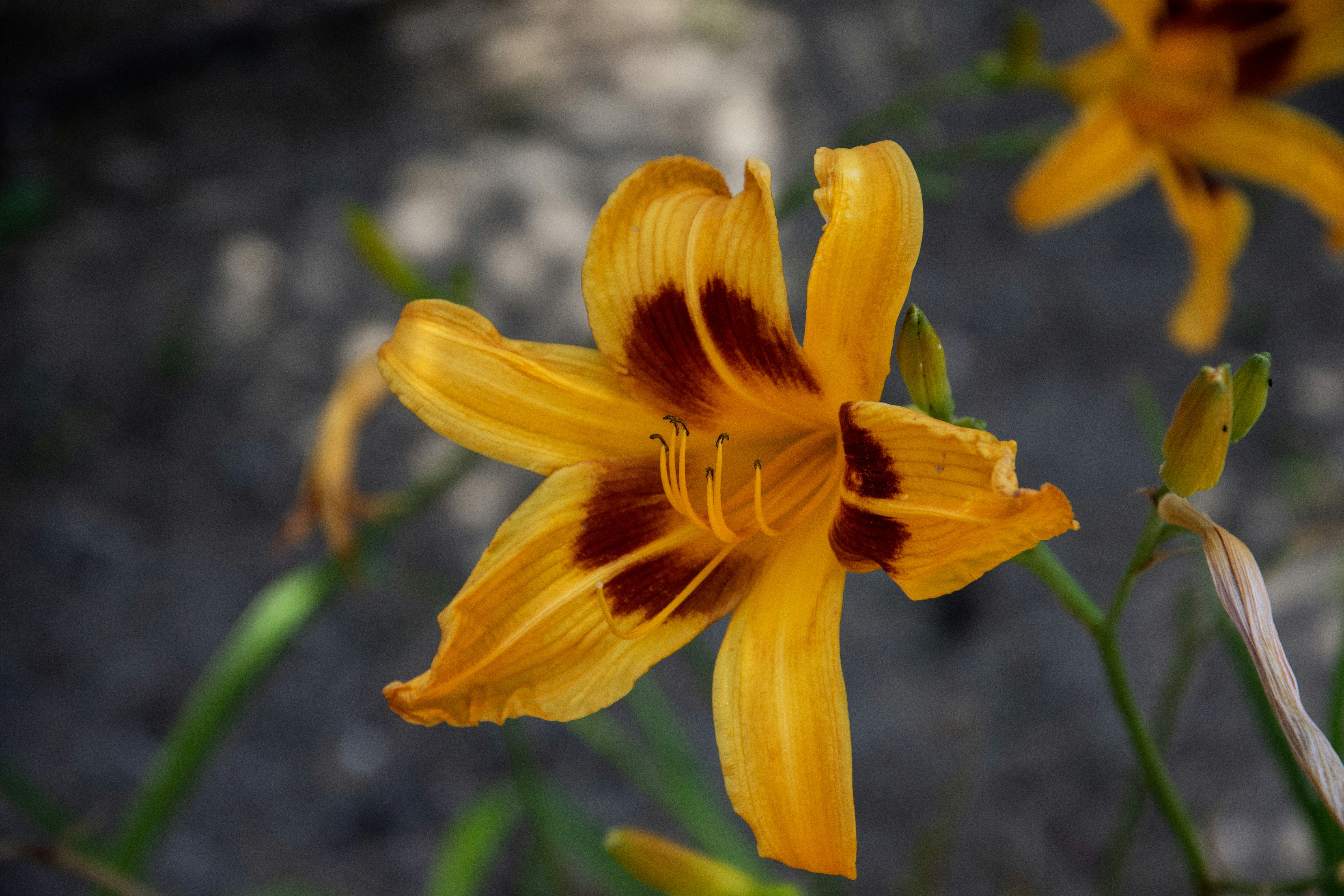 Sunlit Stargazer: A Close-Up of a Golden Daylily Bloom
