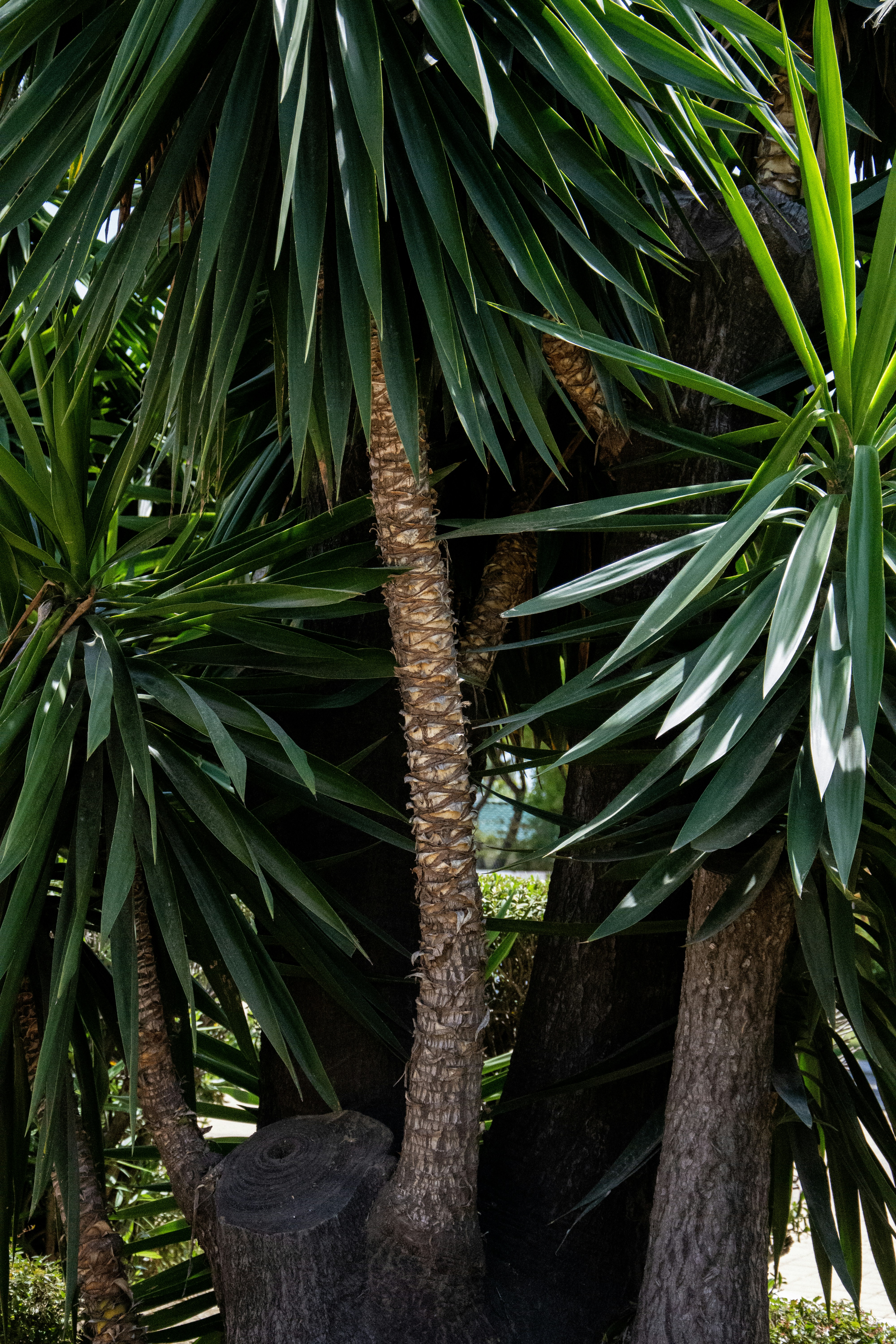 Desert Garden Spine: A cluster of Yucca trunks and swordlike leaves