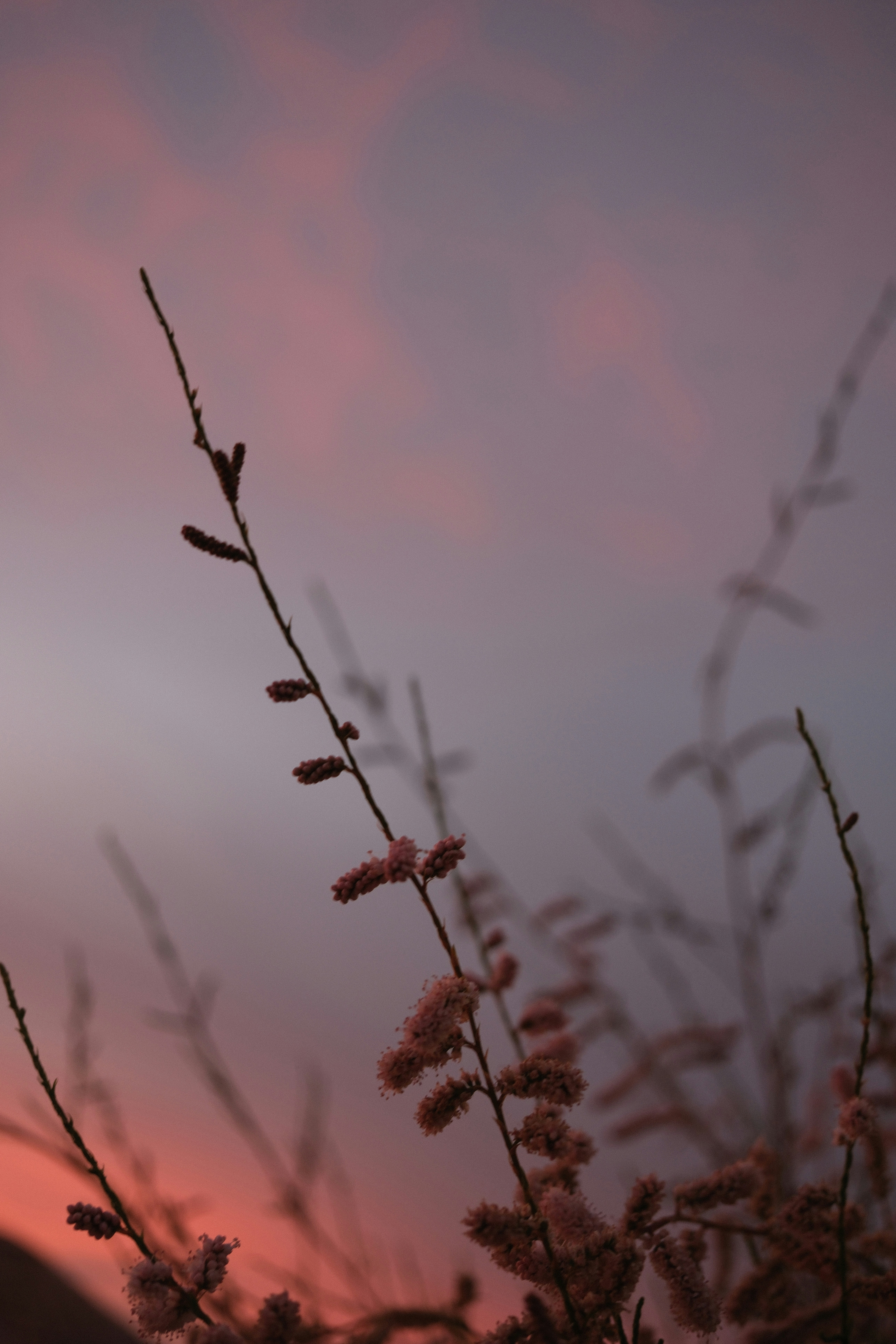 Sunset Stems: Frosty Catkins Reaching Toward the Evening Sky