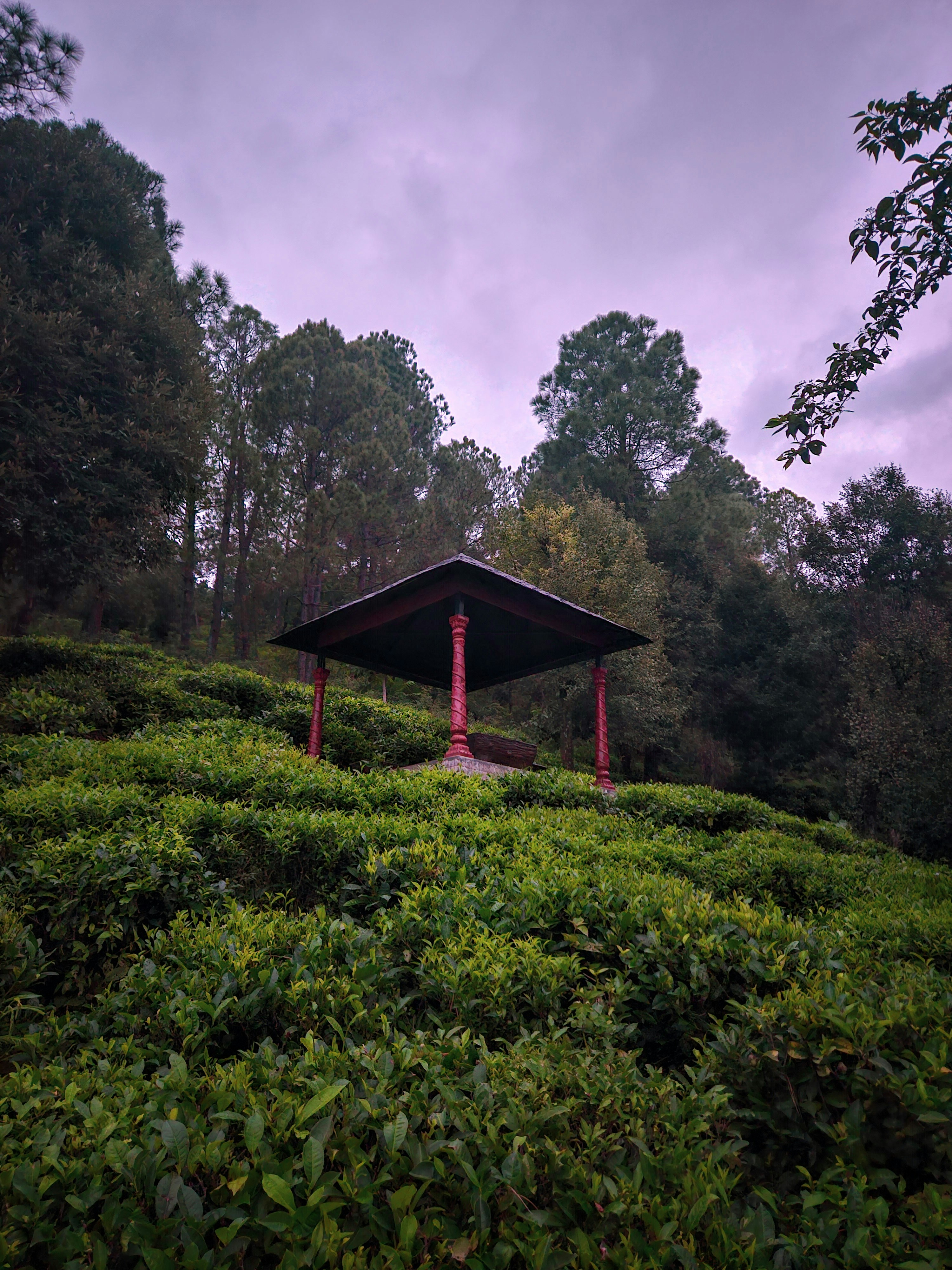 Red-Pillar Pavilion at the Overgrown Terrace