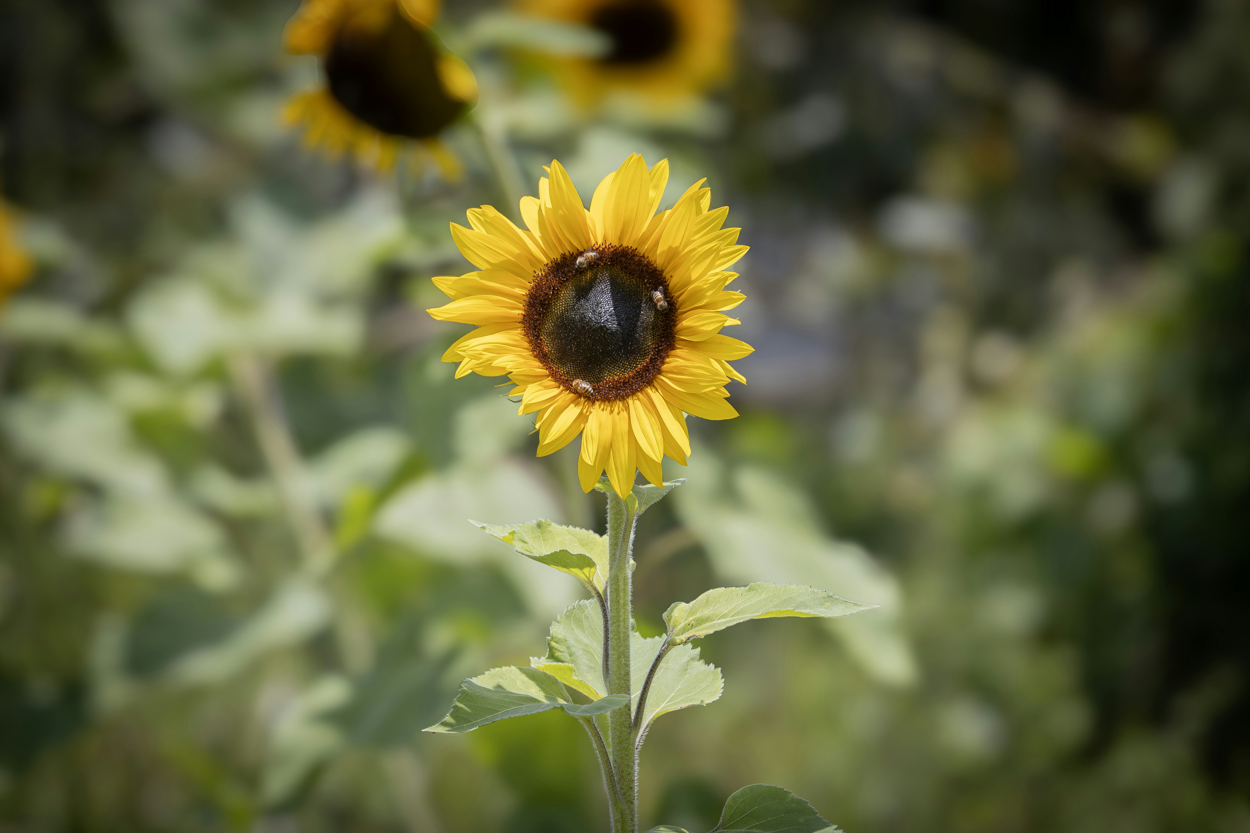 Golden Bloom in Soft Focus Garden