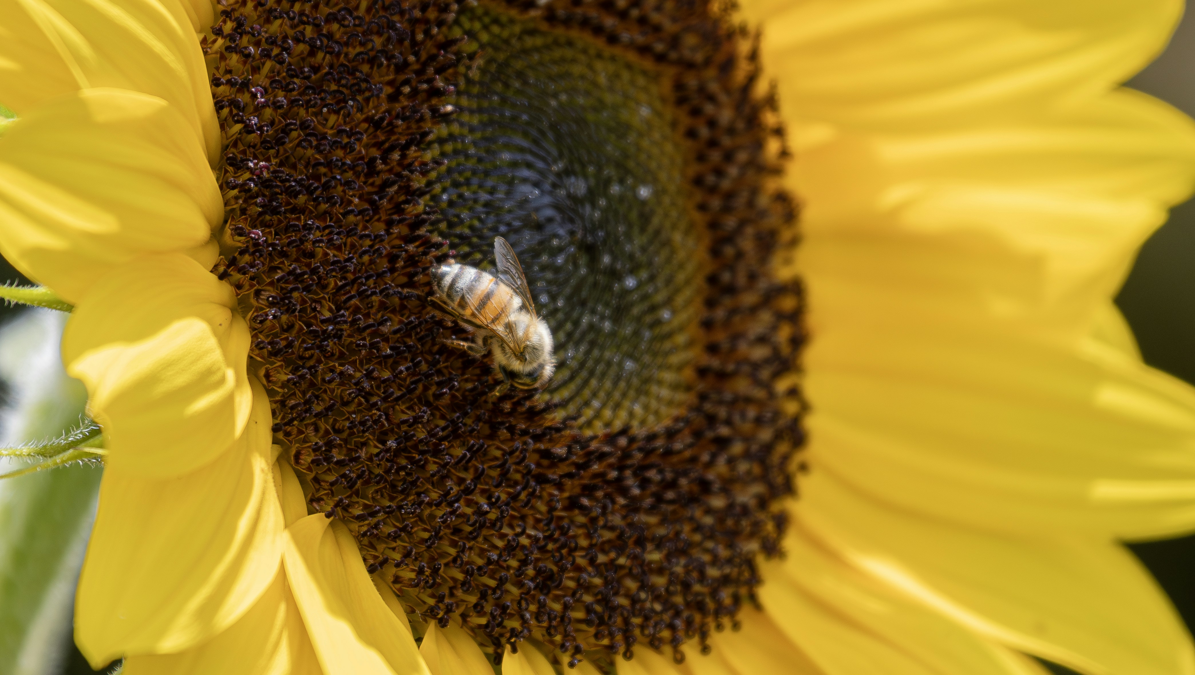 Honeybee at the Center of a Sunlit Bloom