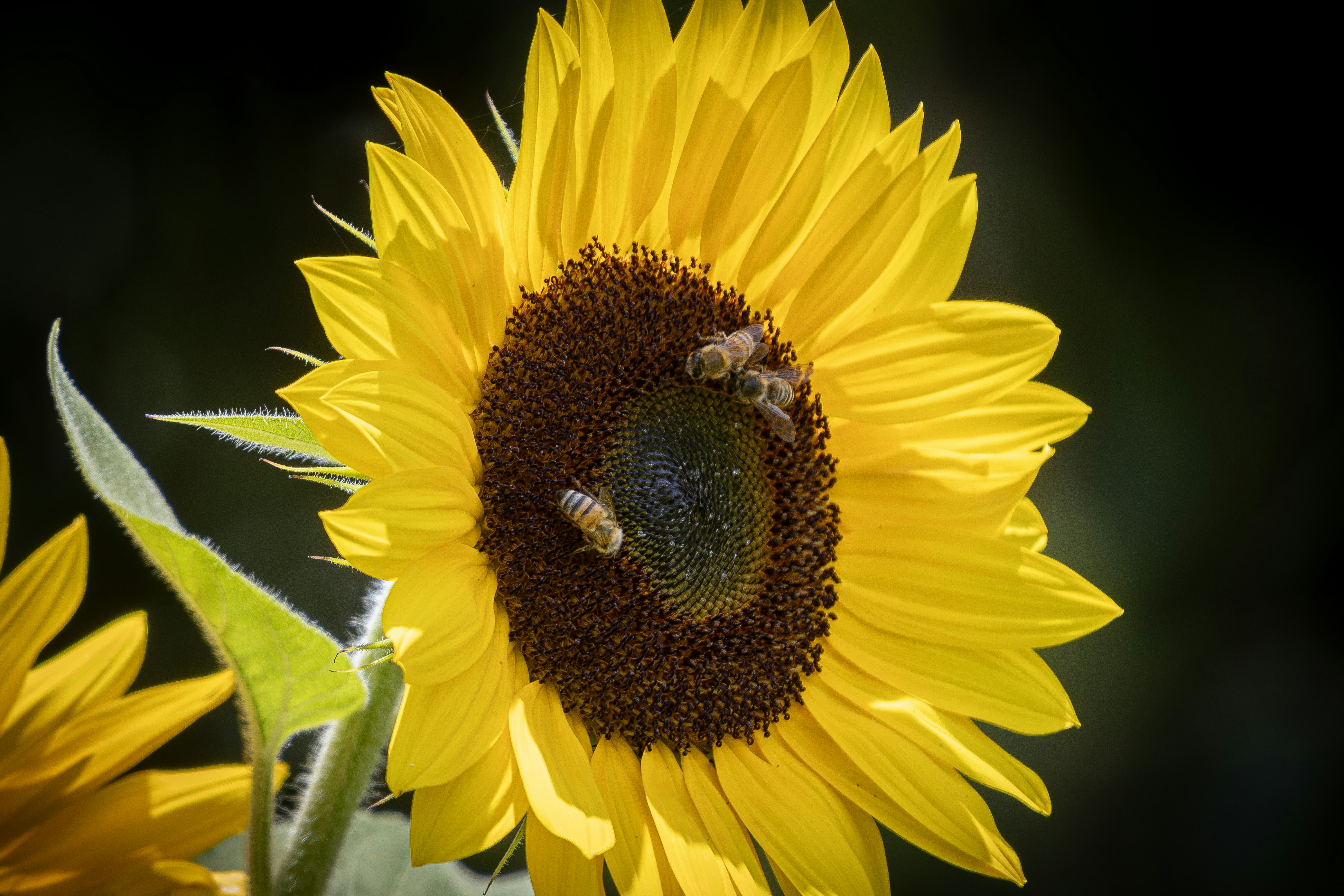 Sunlit Center: Bees at the Heart of a Golden Bloom