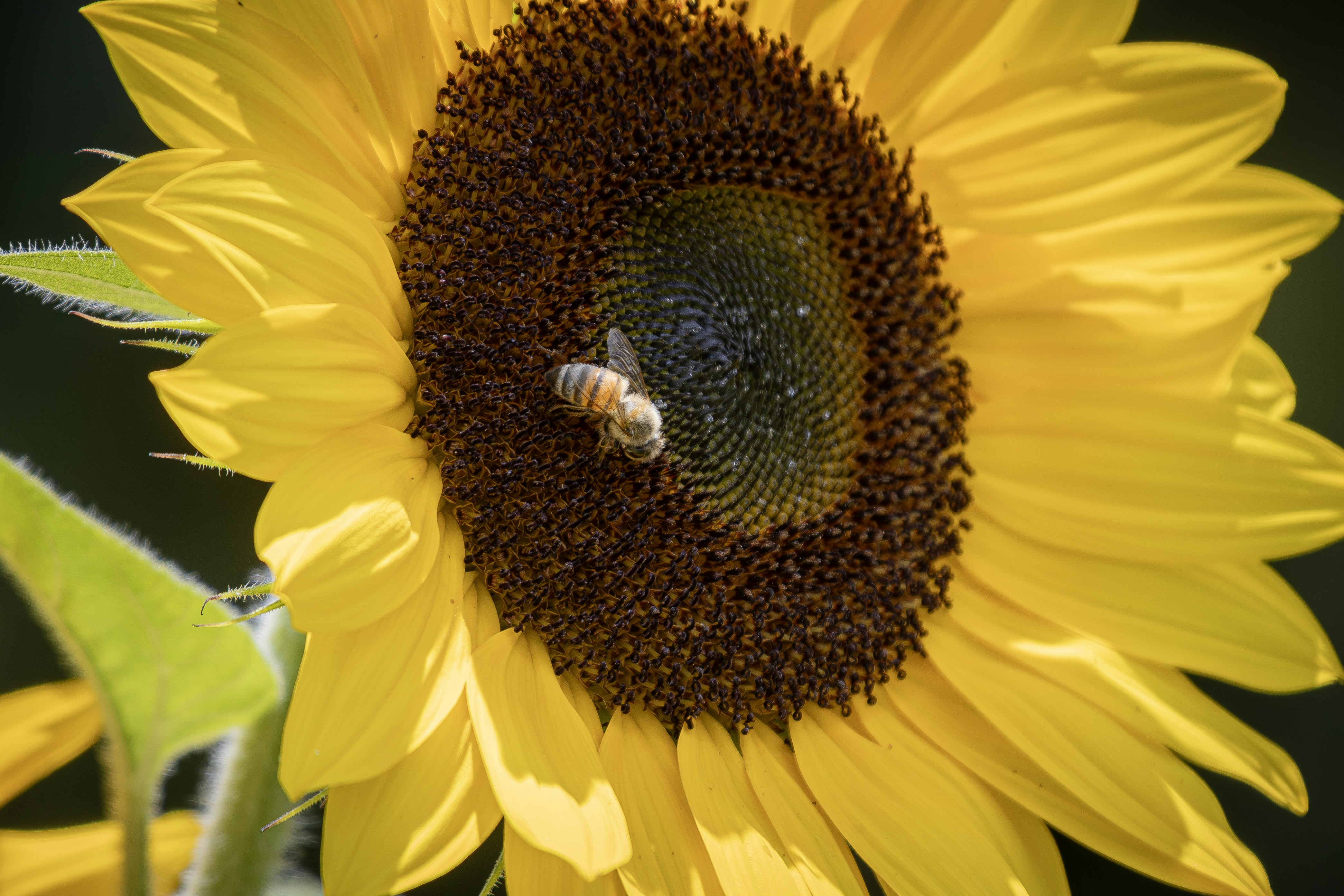Bee on a Sunlit Sunflower: A Close Encounter with Golden Radiance