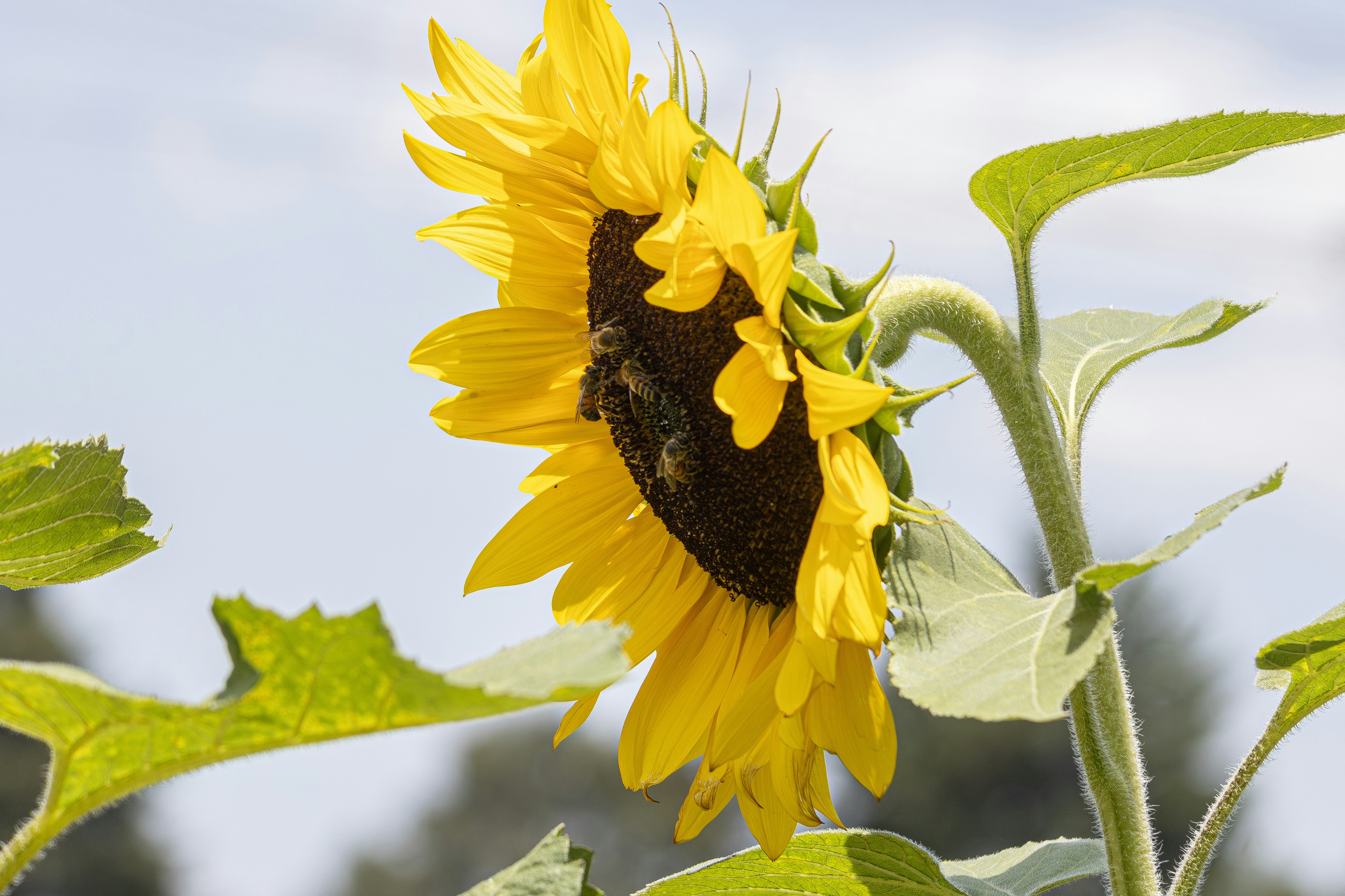 Sunflower Crescent: A Bold Portrait of Summer Glow