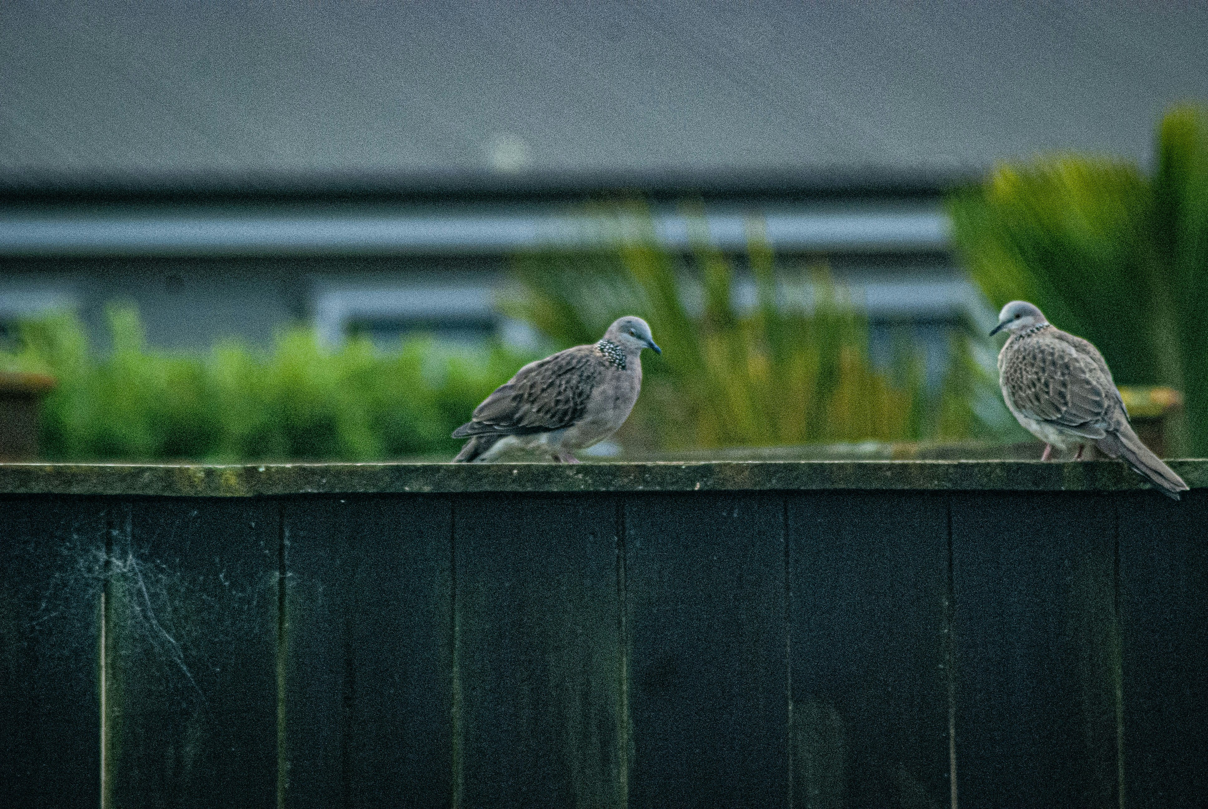 Two urban doves perched along a weathered fence