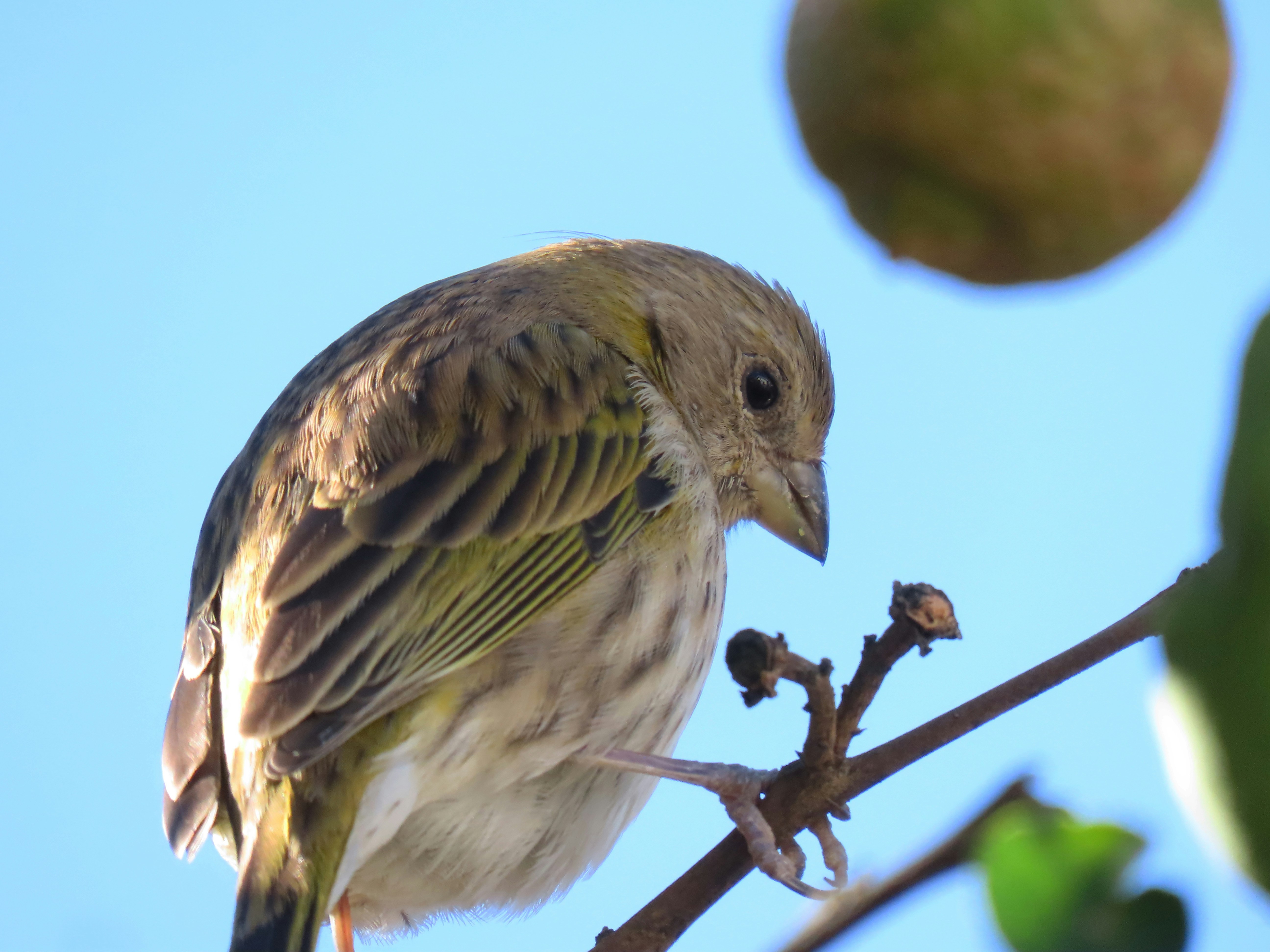 Tiny Bird, Big Sky: A Moment of Feeding on a Branch