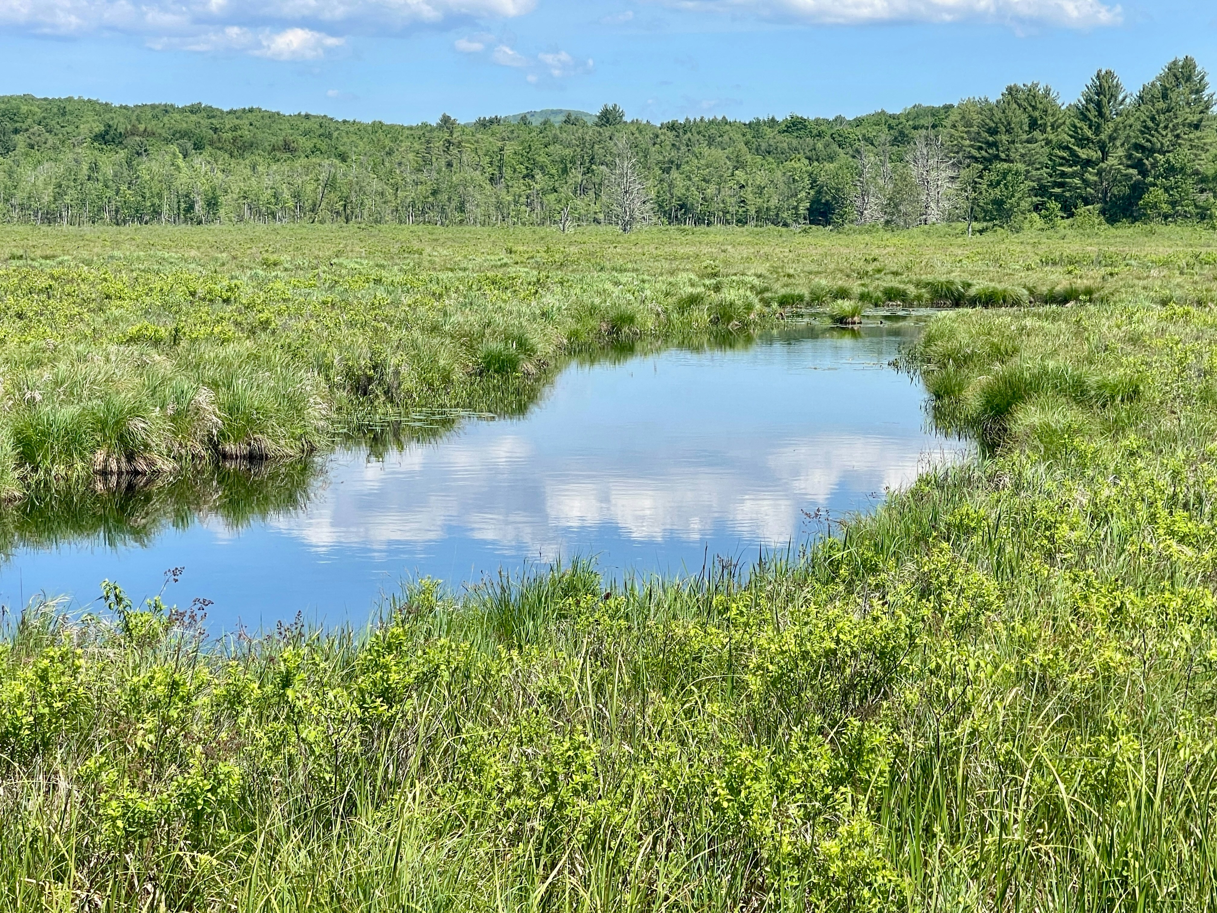 Landscape Mirror: A Quiet Wetland Corridor Under a Brisk Blue Sky