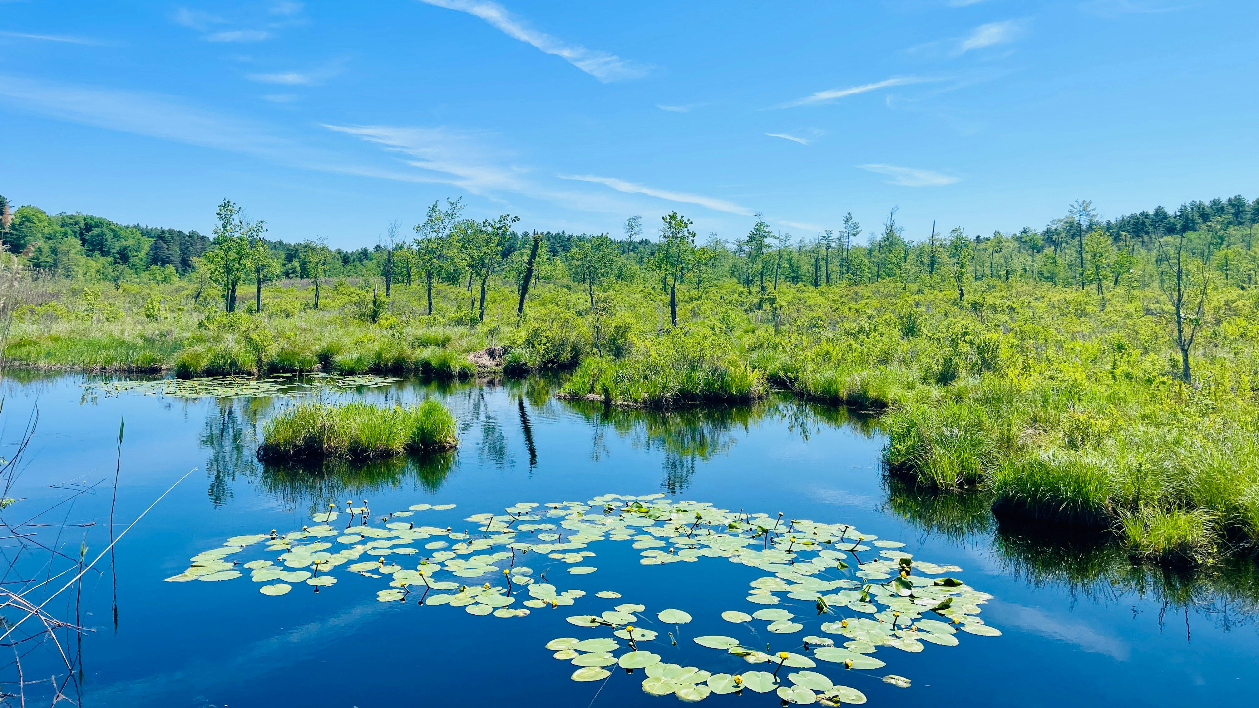 Lily-laden tranquil marsh under a sapphire sky