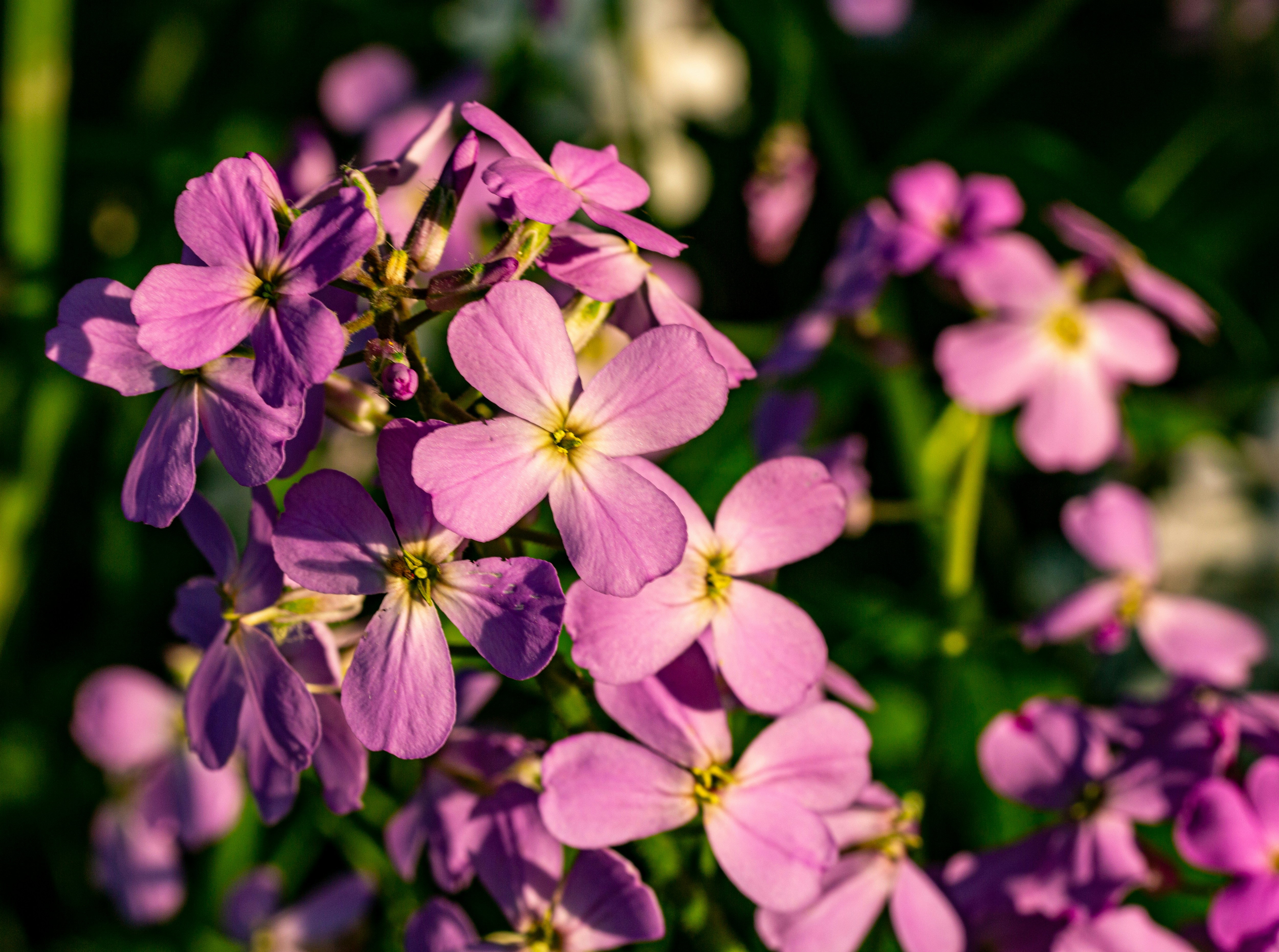 Sakura of Purple Petals: A Sunlit Bloom Mosaic