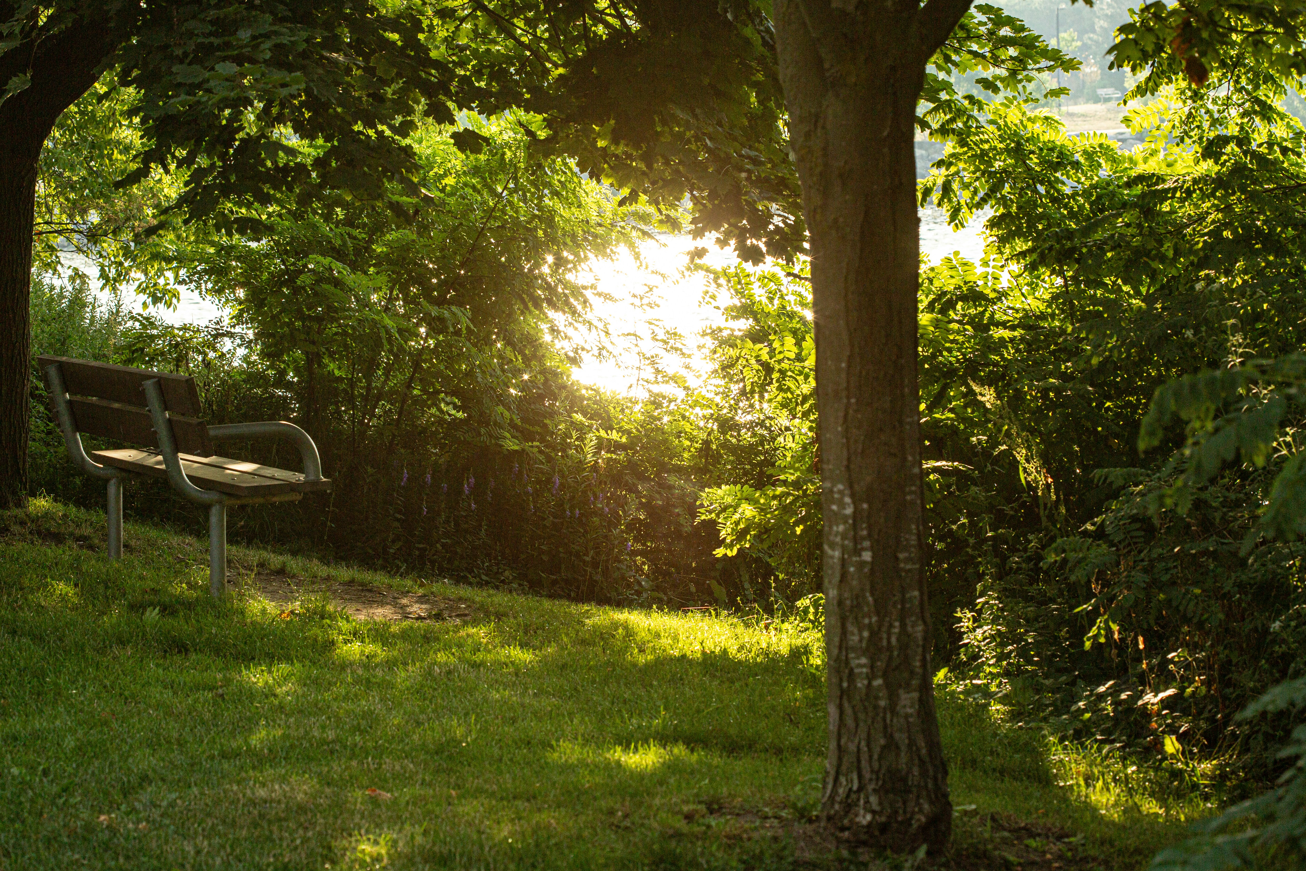 Sunlit Bench in a Quiet Green Clearing