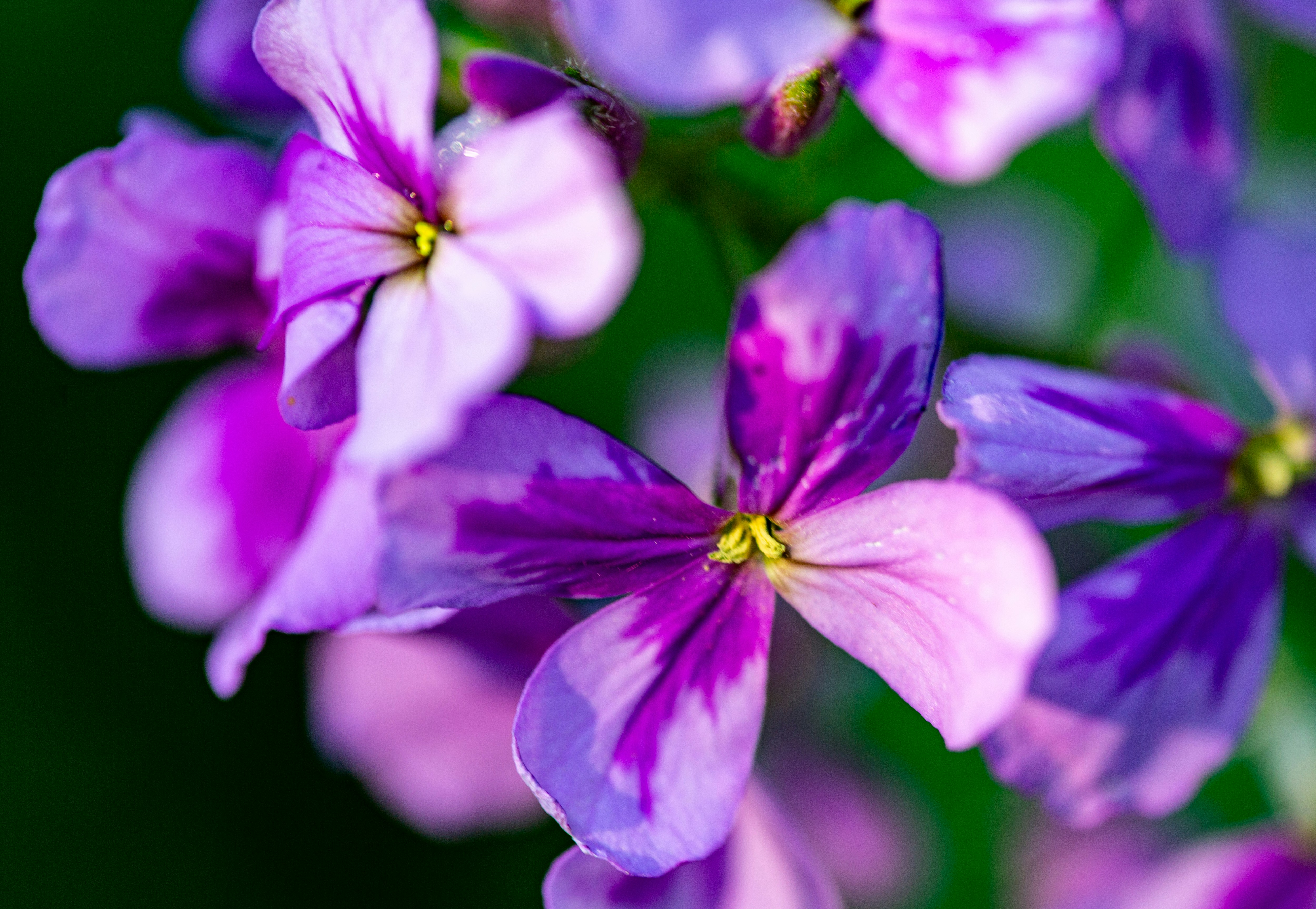 Vibrant Violet Blooms: A Cluster of Petals in Focus