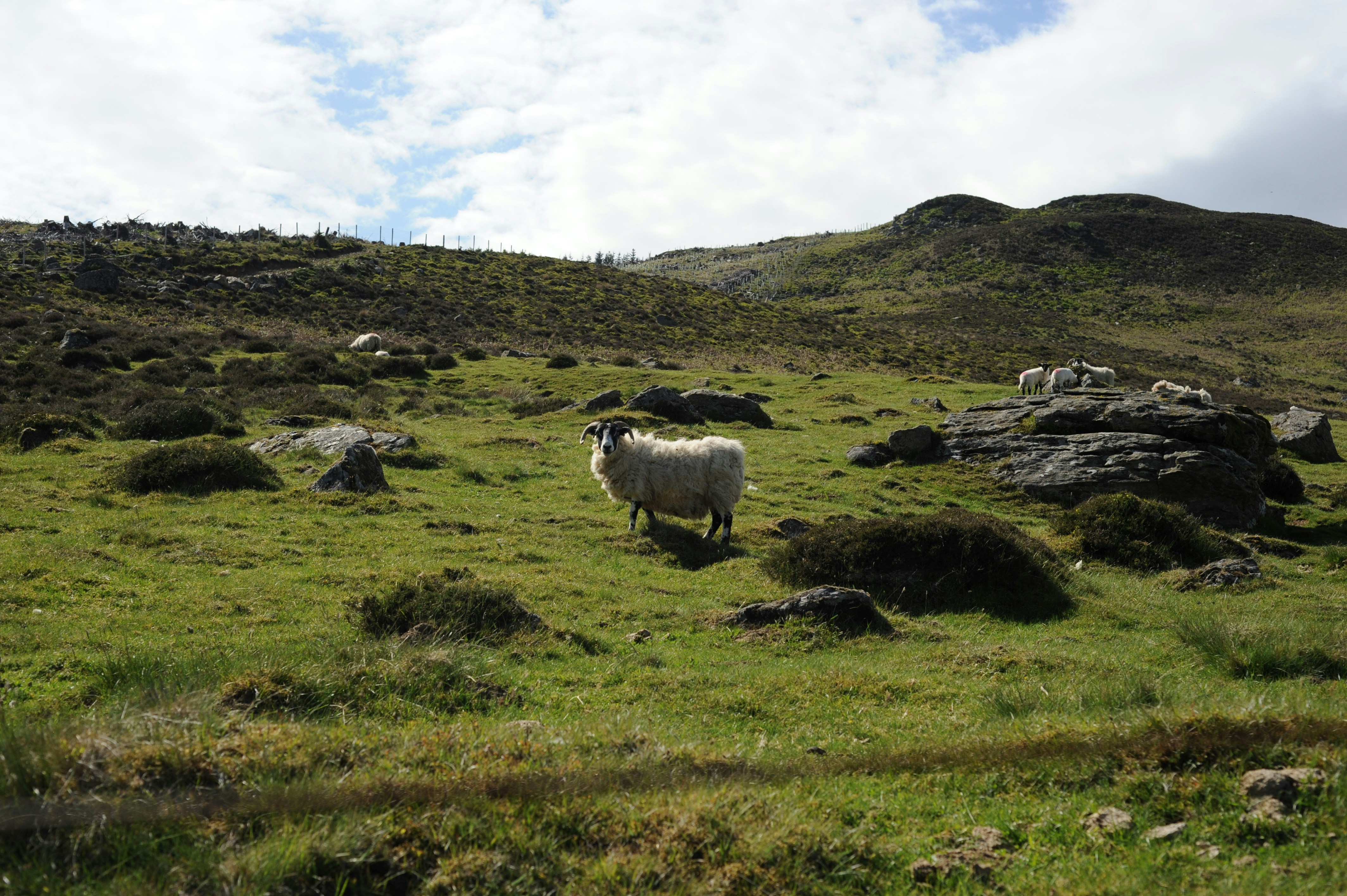 Lone Sheep in a Rugged Highland Meadow