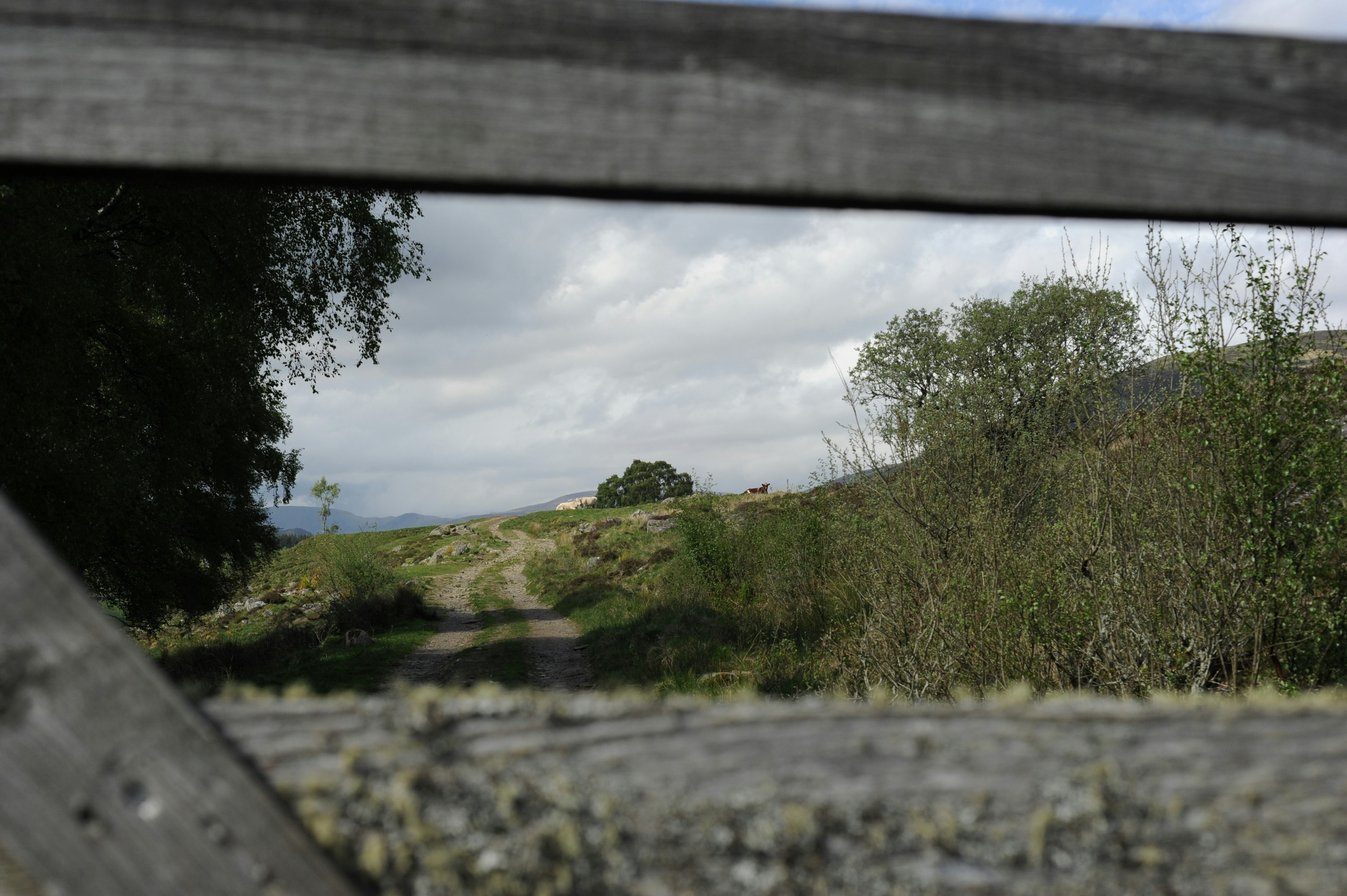 Rural Path Beyond Weathered Planks