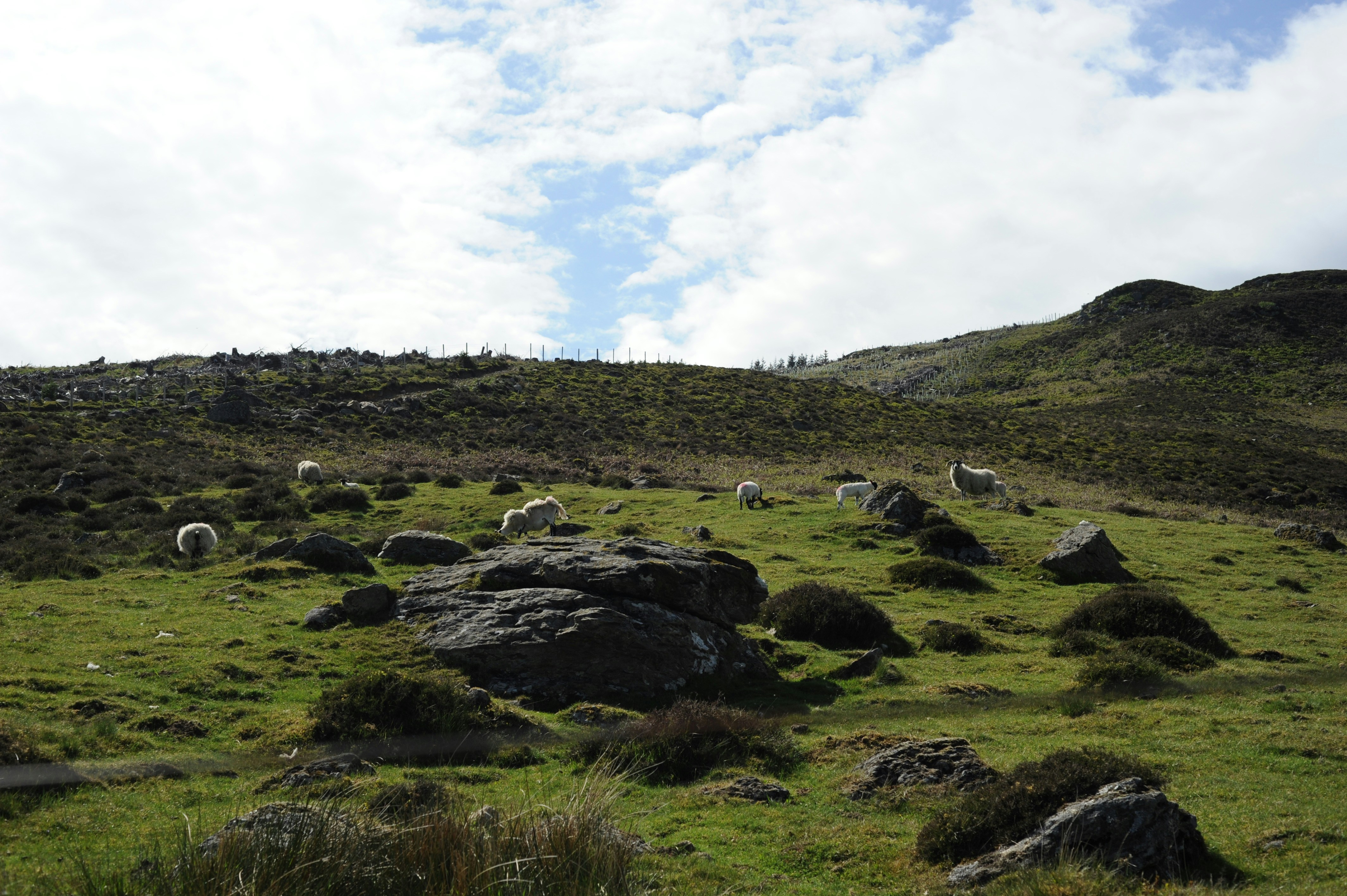 Pasture Choir on the Rolling Moor