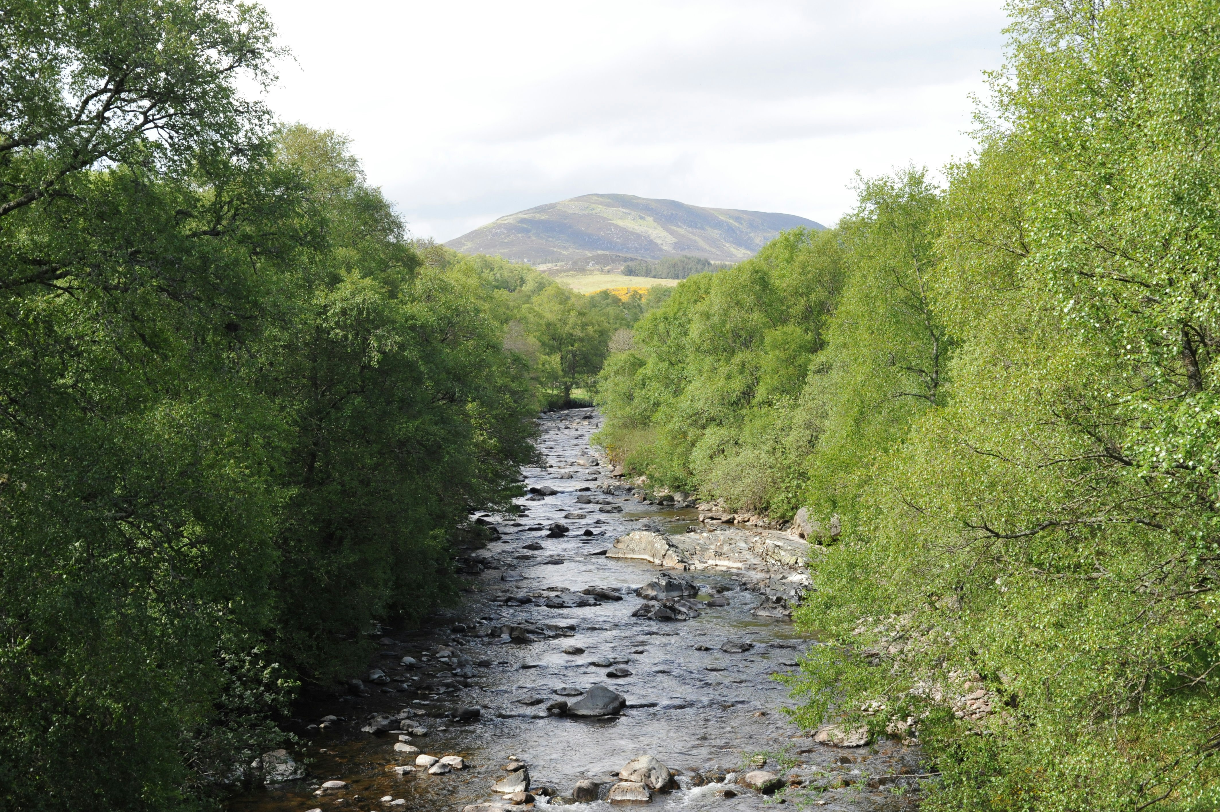 Riverine Corridor: Dappled Light Through Verdant Banks