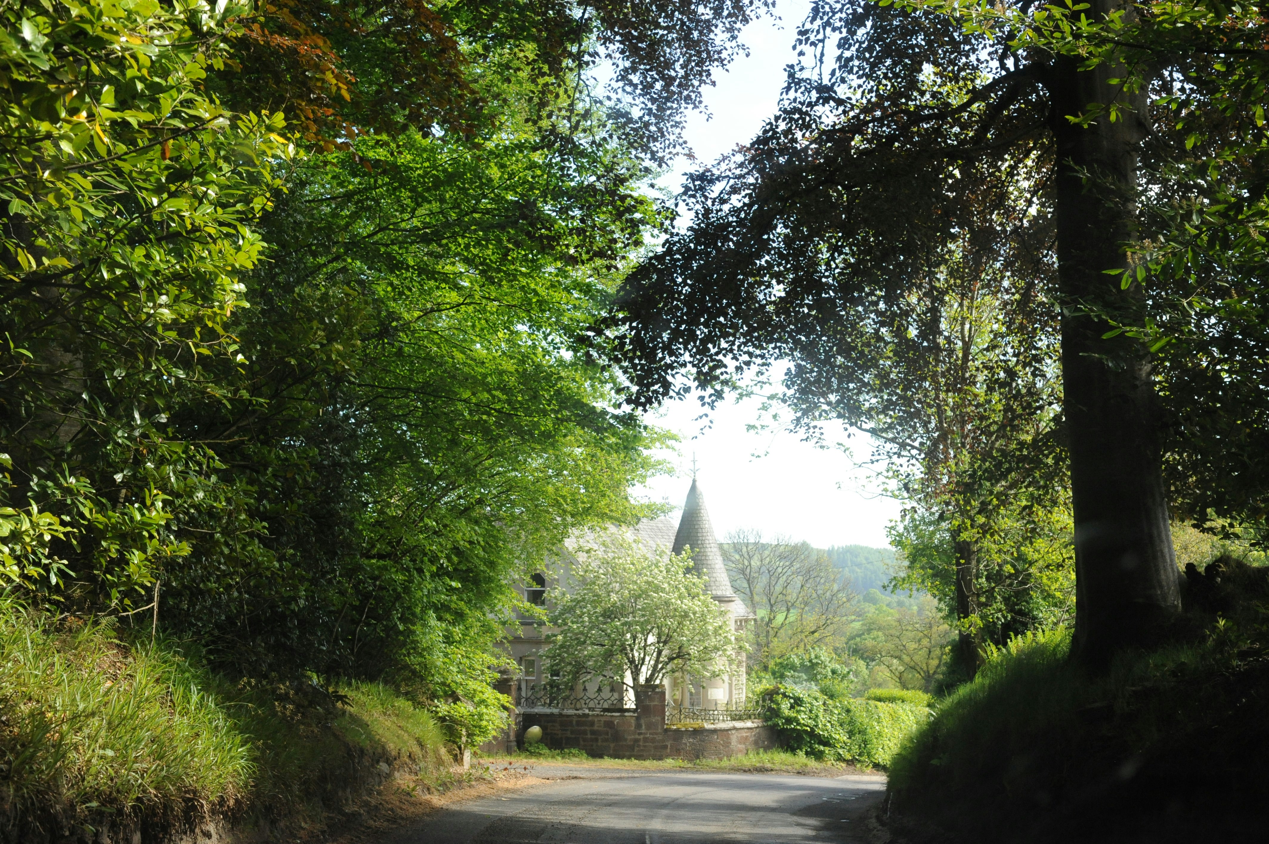 Sunlit Chateau Gate Hidden Beyond a Willowed Lane